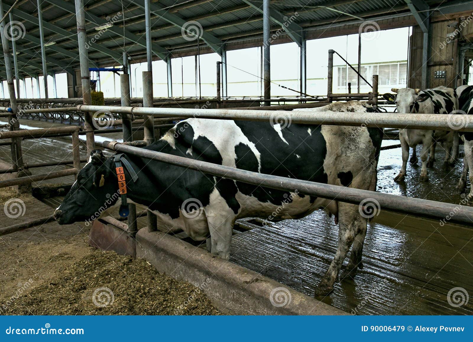 Cows in a stable. stock image. Image of cows, agriculture - 90006479