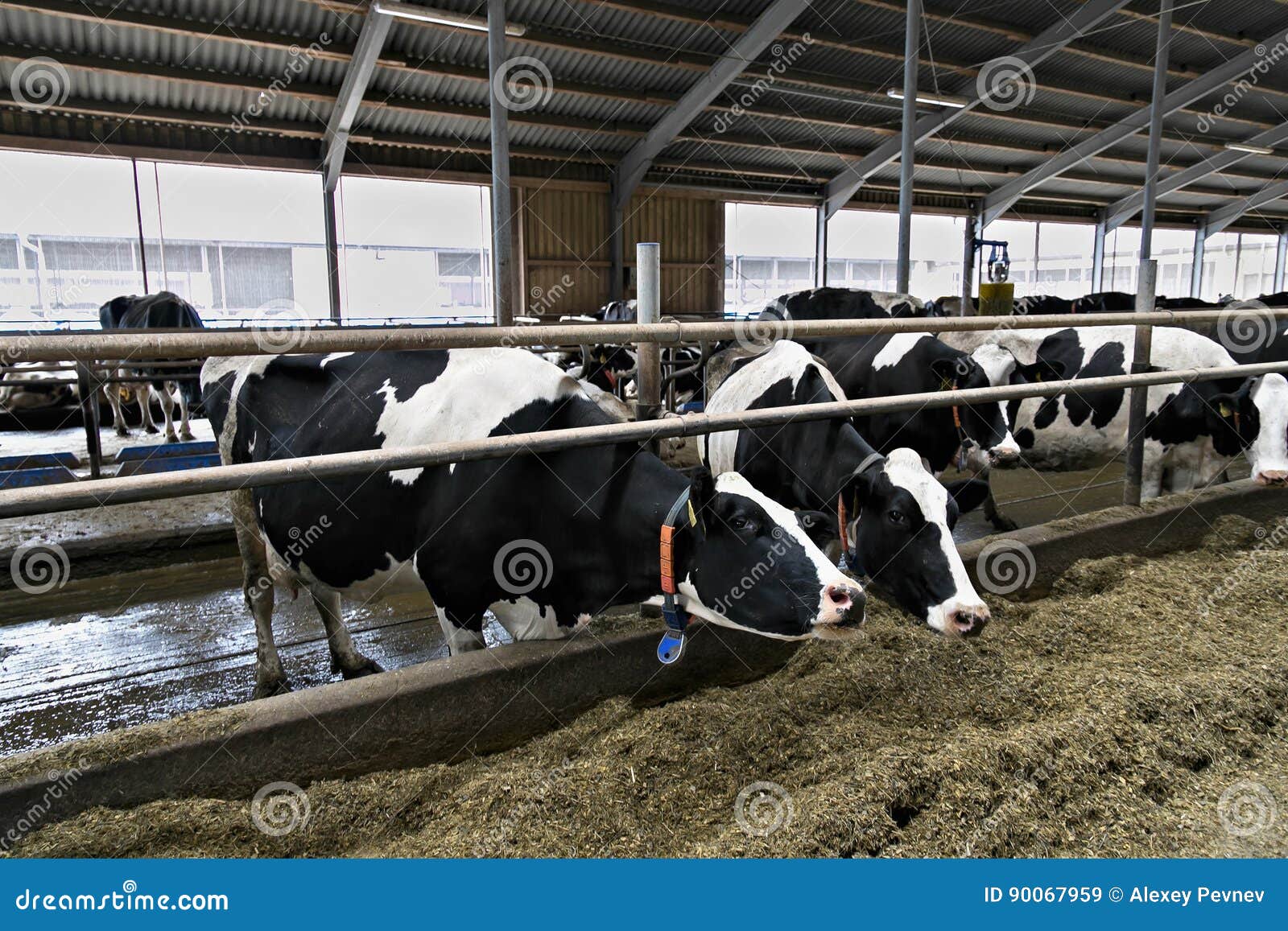 Cows in a stable. stock image. Image of bovine, herd - 90067959