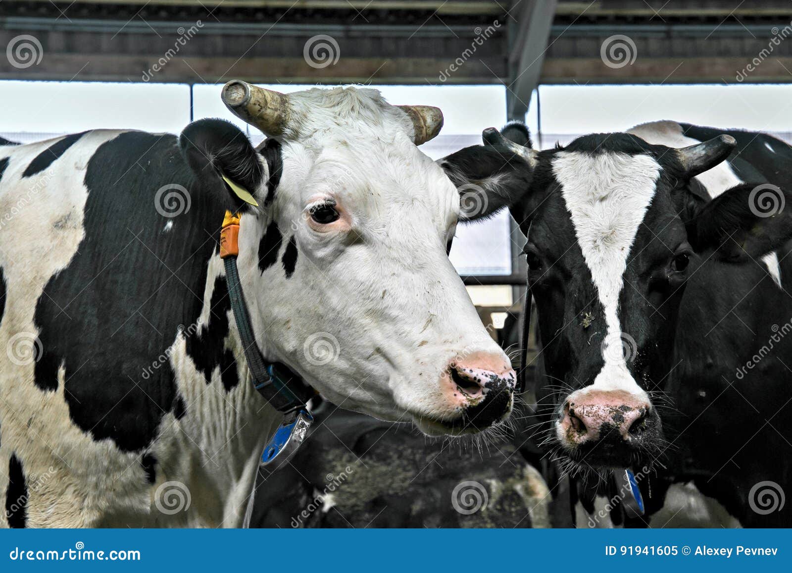 Cows in a stable. stock image. Image of head, closeup - 91941605