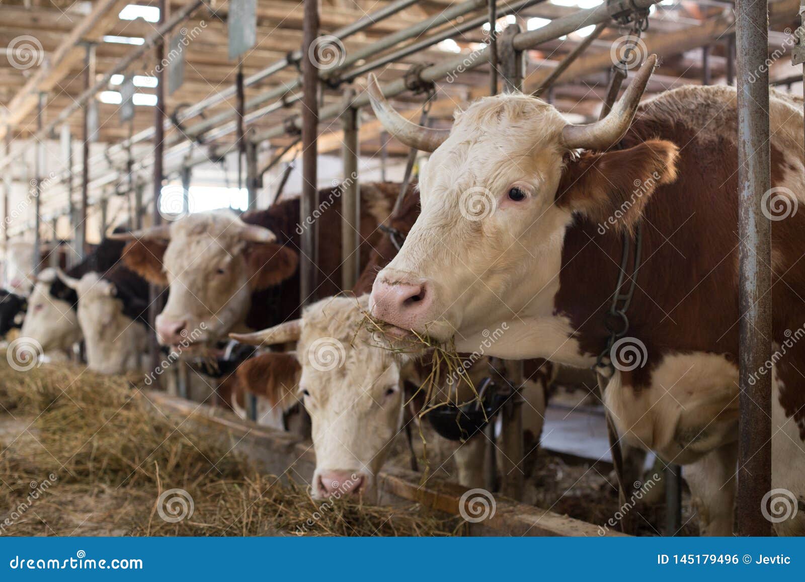 Cows in stable stock photo. Image of cattle, animal - 145179496