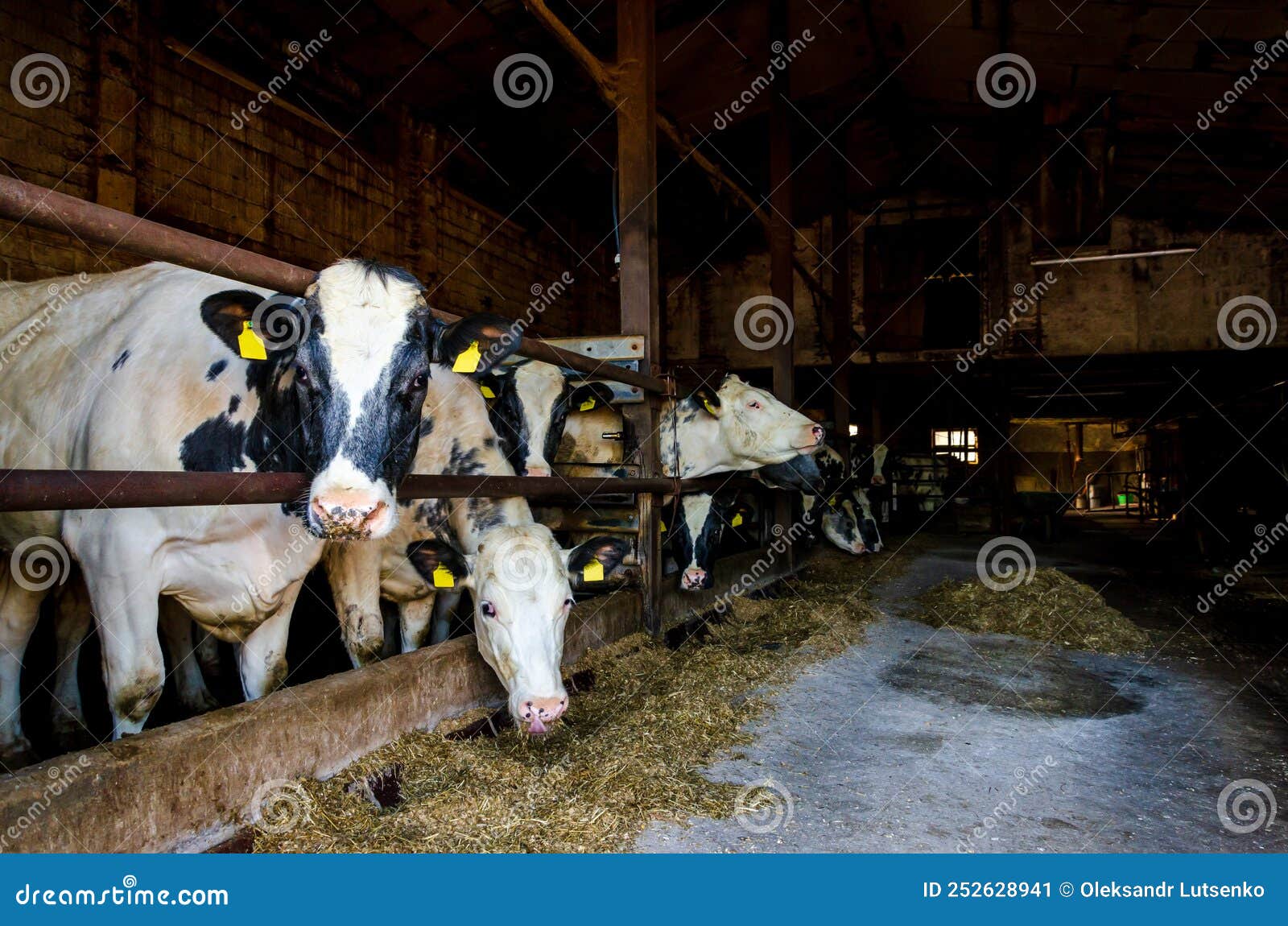 Cows in a Stall Barn. Cow on Dairy Farm Eating Hay Stock Image - Image ...