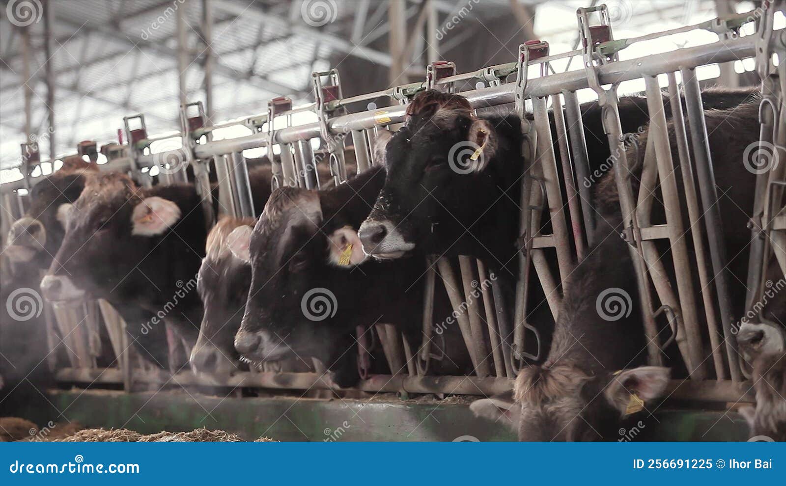 The Cows in the Stall are Eating Hay. Lots of Cows in the Barn. Large ...
