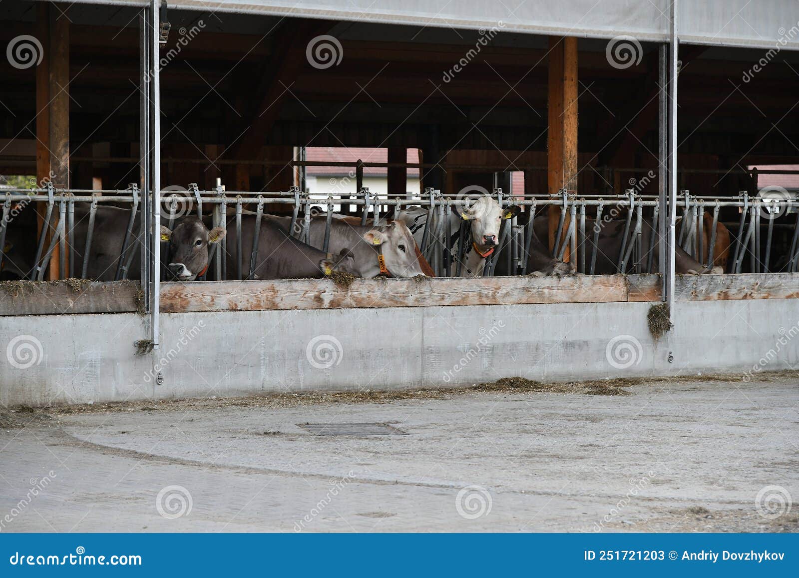 Cows in the Stall are Eating. Raising Cattle Stock Image - Image of ...