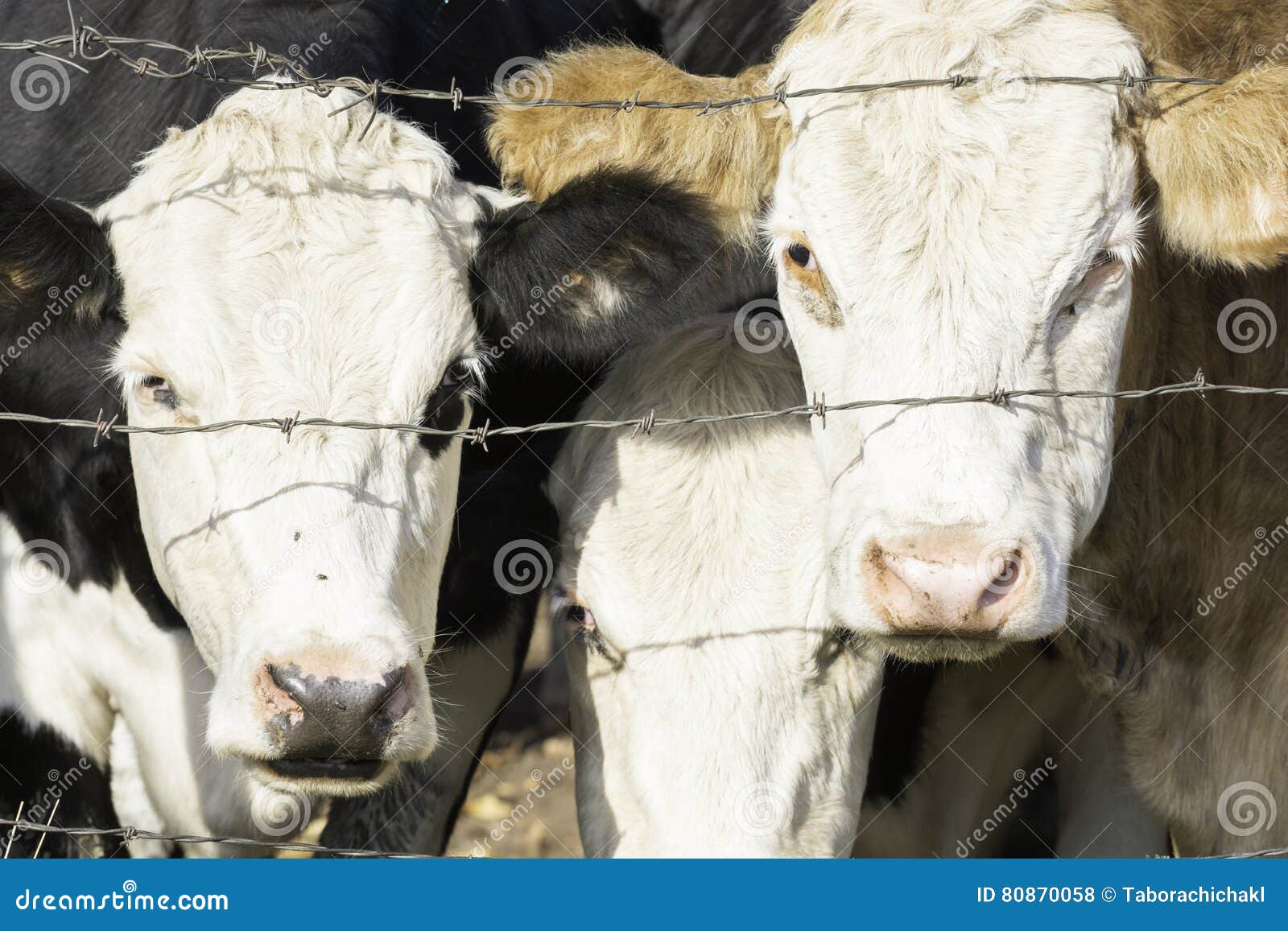Cows Stand by a Barbed Wire Fence Stock Photo - Image of mammal, head ...