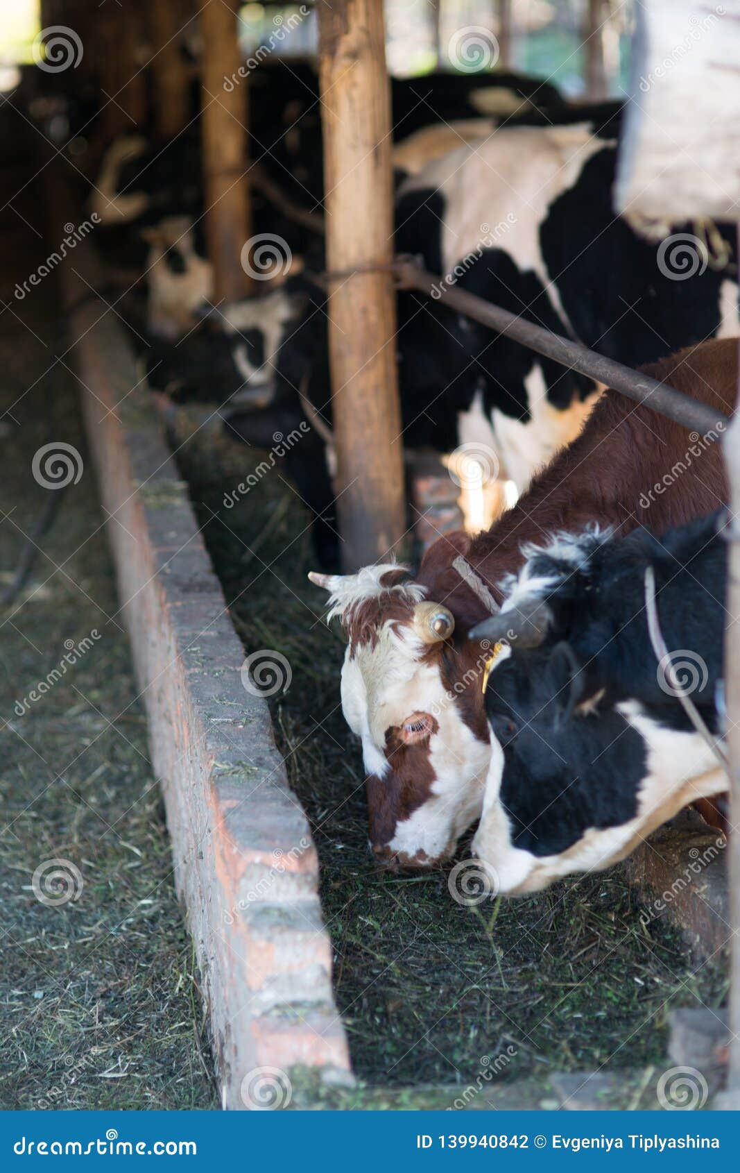 Cows stand in a farm stock photo. Image of grazing, rural - 139940842