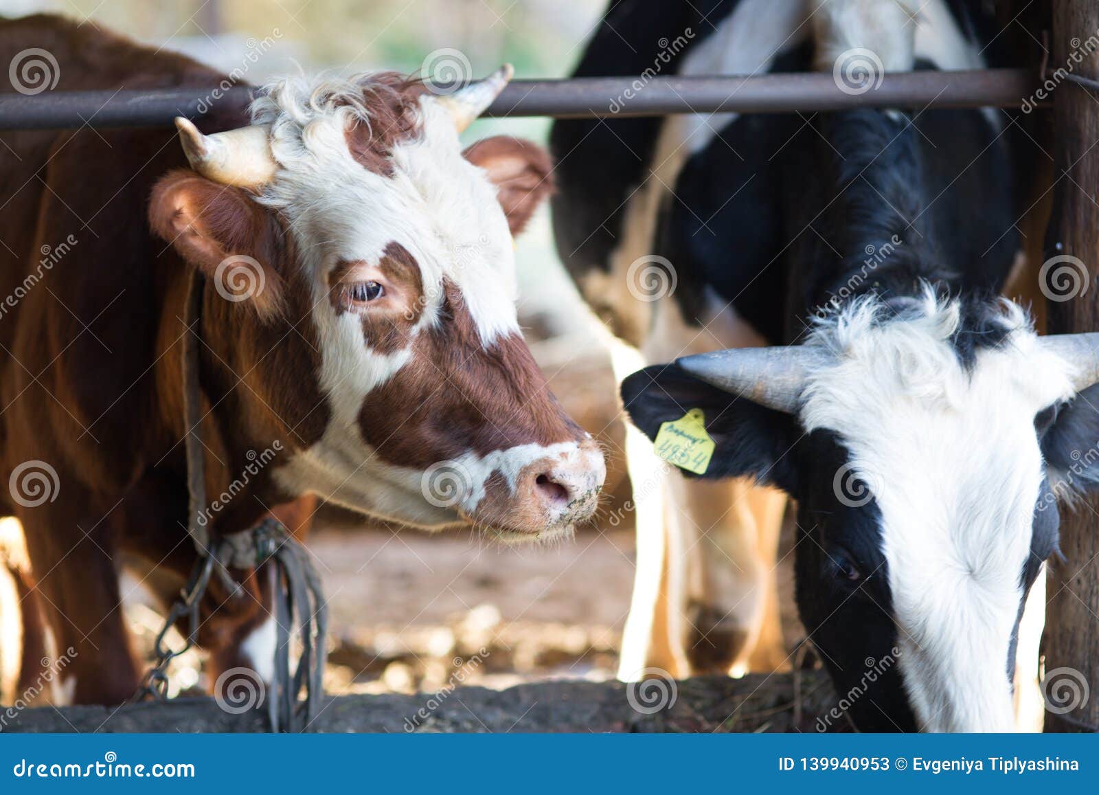Cows stand in a farm stock image. Image of rural, milk - 139940953