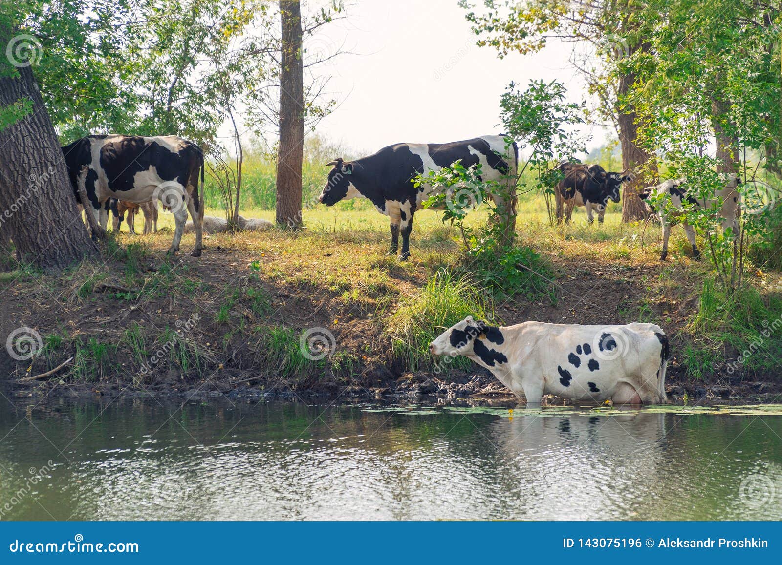 Cows Stand in the Water on a Hot Day Stock Photo - Image of insects ...