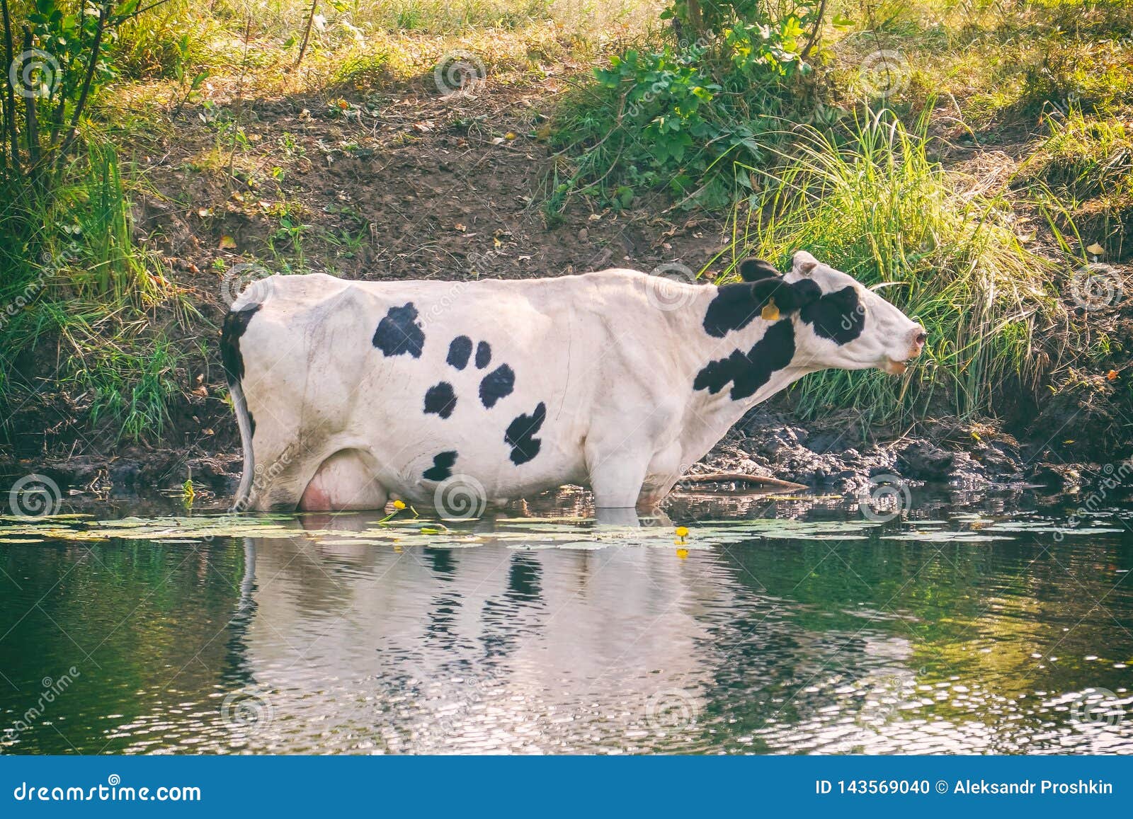 Cows Stand in the Water on a Hot Day Stock Photo - Image of forest ...