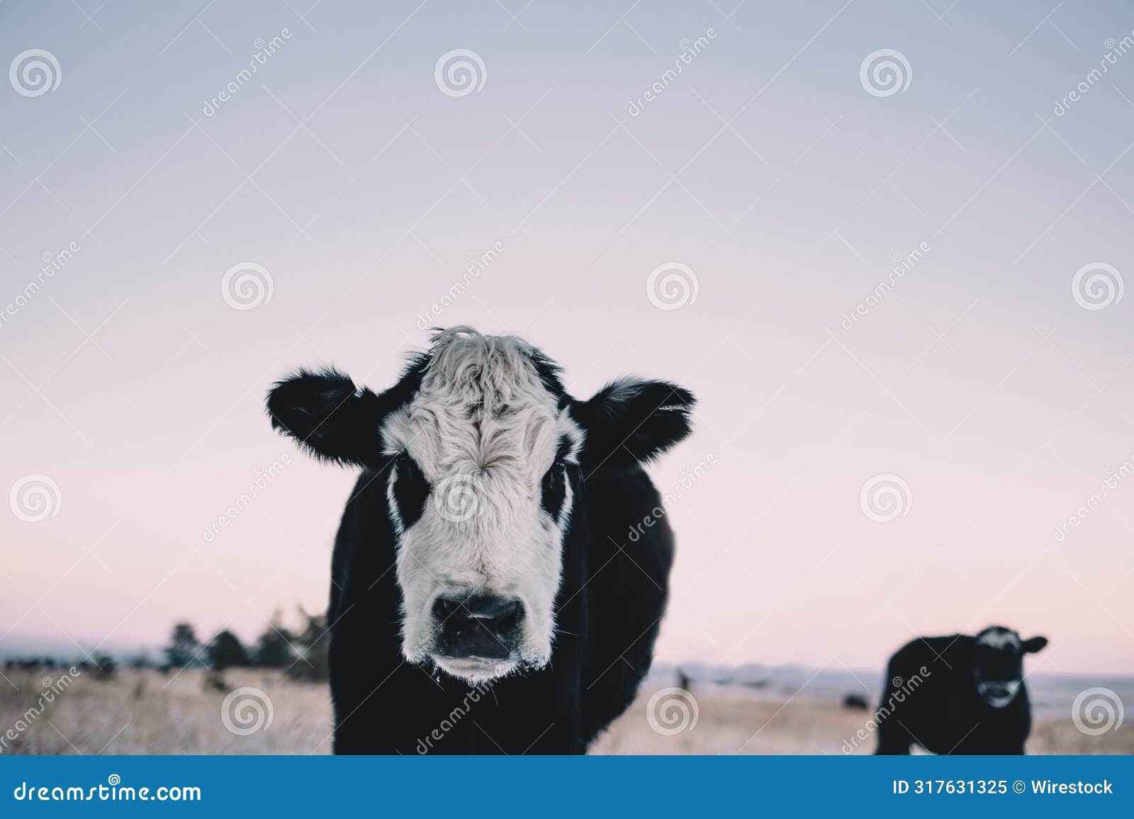 Cows Standing Closely Together in a Field Stock Image - Image of rural ...