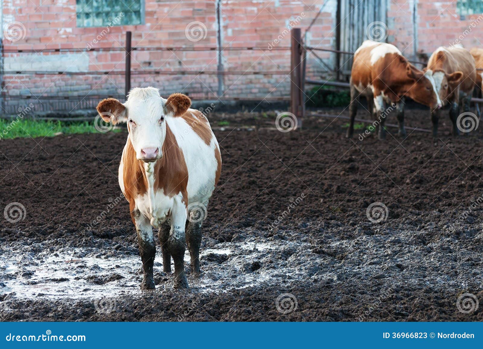 Cows Standing in the Dirt on a Cattle Farm. Stock Image - Image of ...