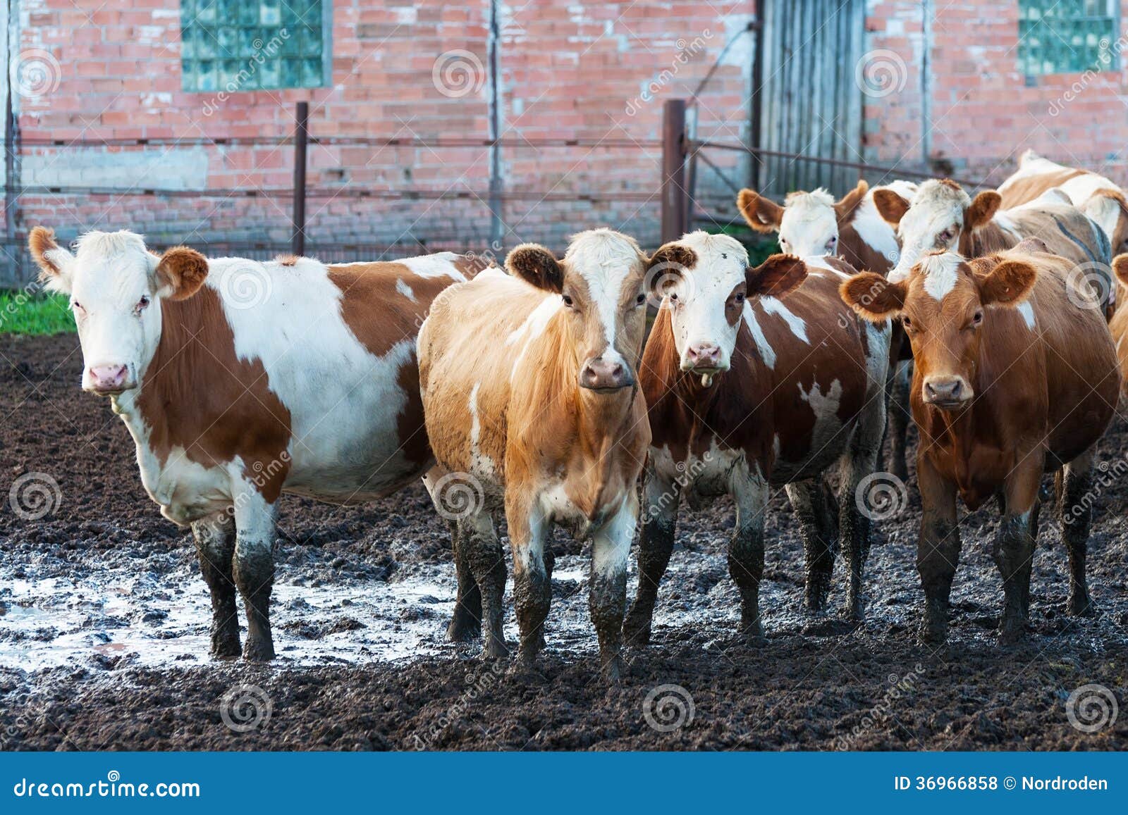 Cows Standing in the Dirt on a Cattle Farm. Stock Photo - Image of herd ...