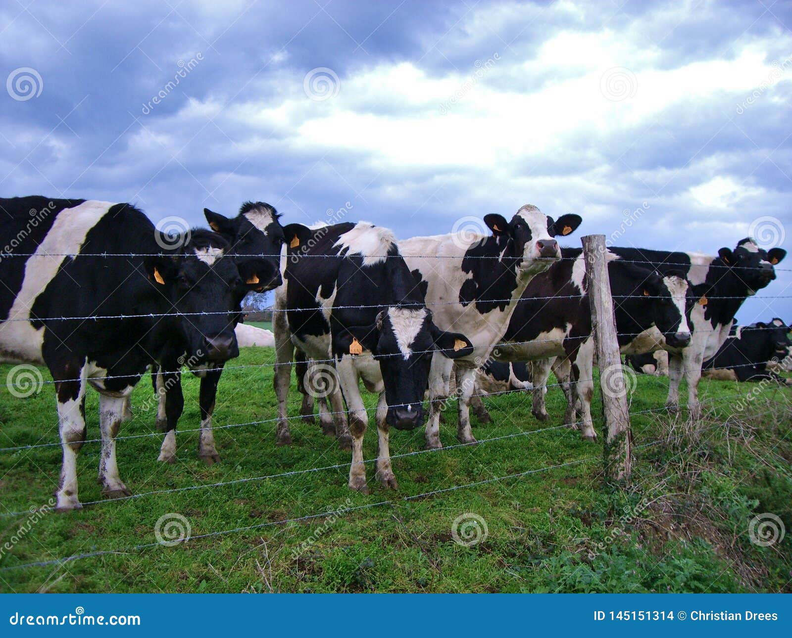 Cows in a row stock photo. Image of domestic, grazing - 145151314