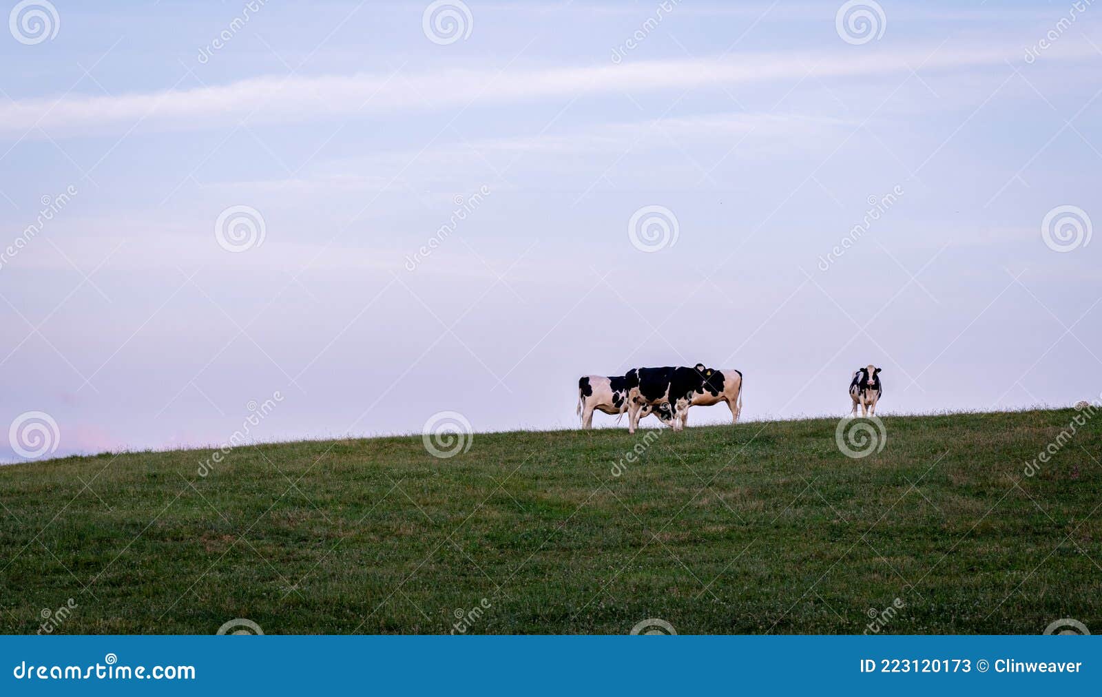 Cows Standing on a Hill stock image. Image of farm, farming - 223120173
