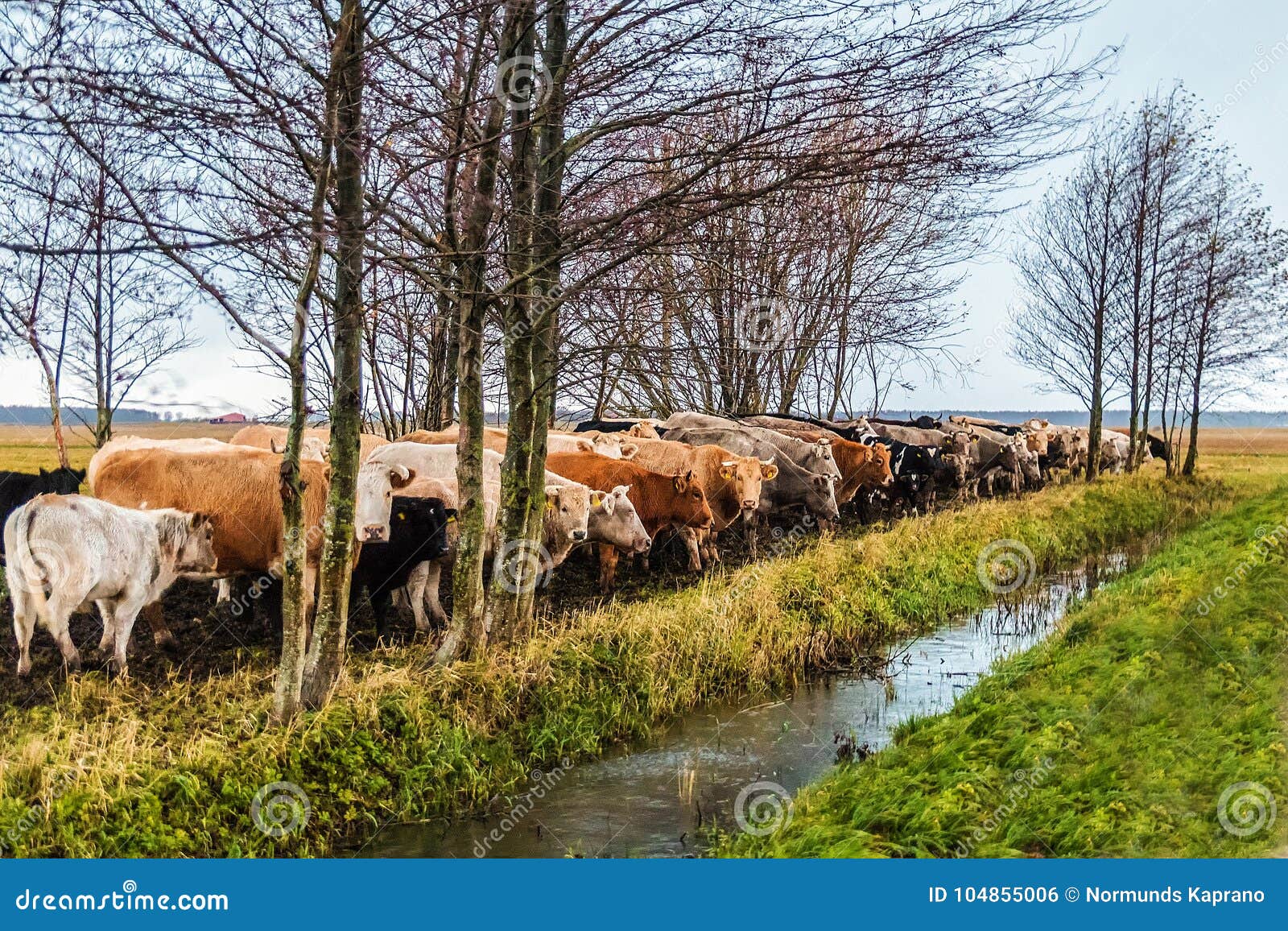 Cows standing in line stock photo. Image of meat, wild - 104855006