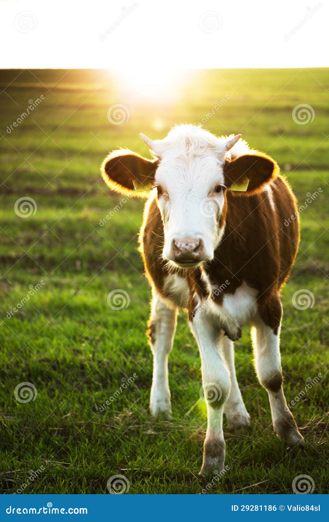 Cows standing on a pasture stock photo. Image of dairy - 29281186
