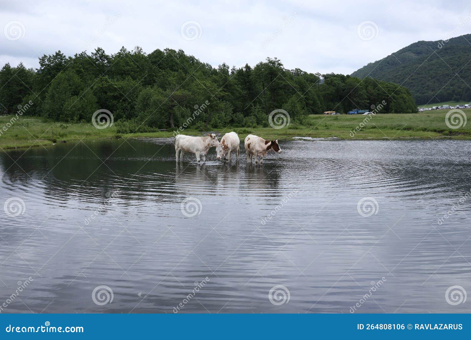 Cows standing in a pond stock photo. Image of tree, river - 264808106