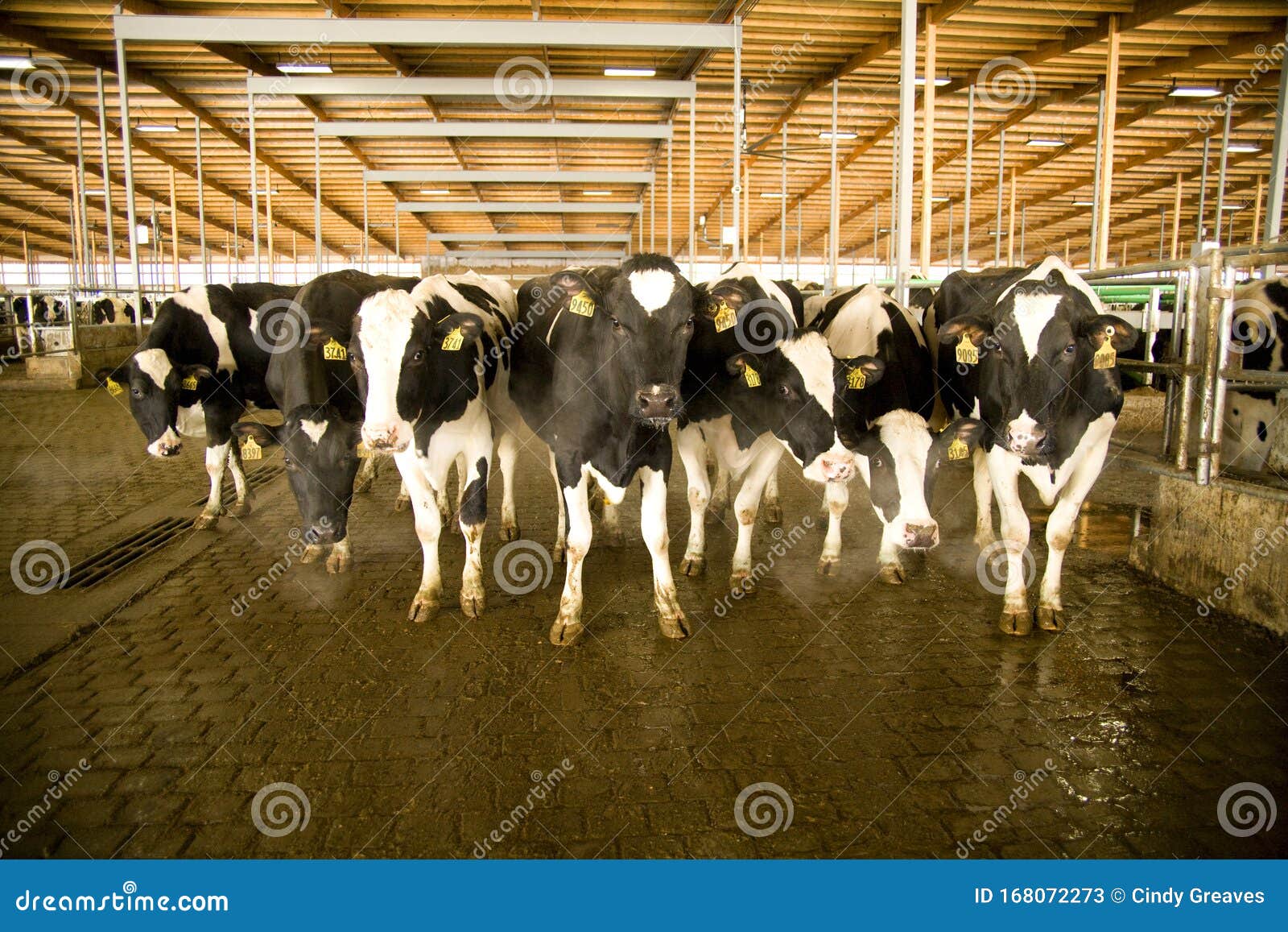Cows Standing On EN3 Longitudinal Road Northeast Of Mount Pico And The ...
