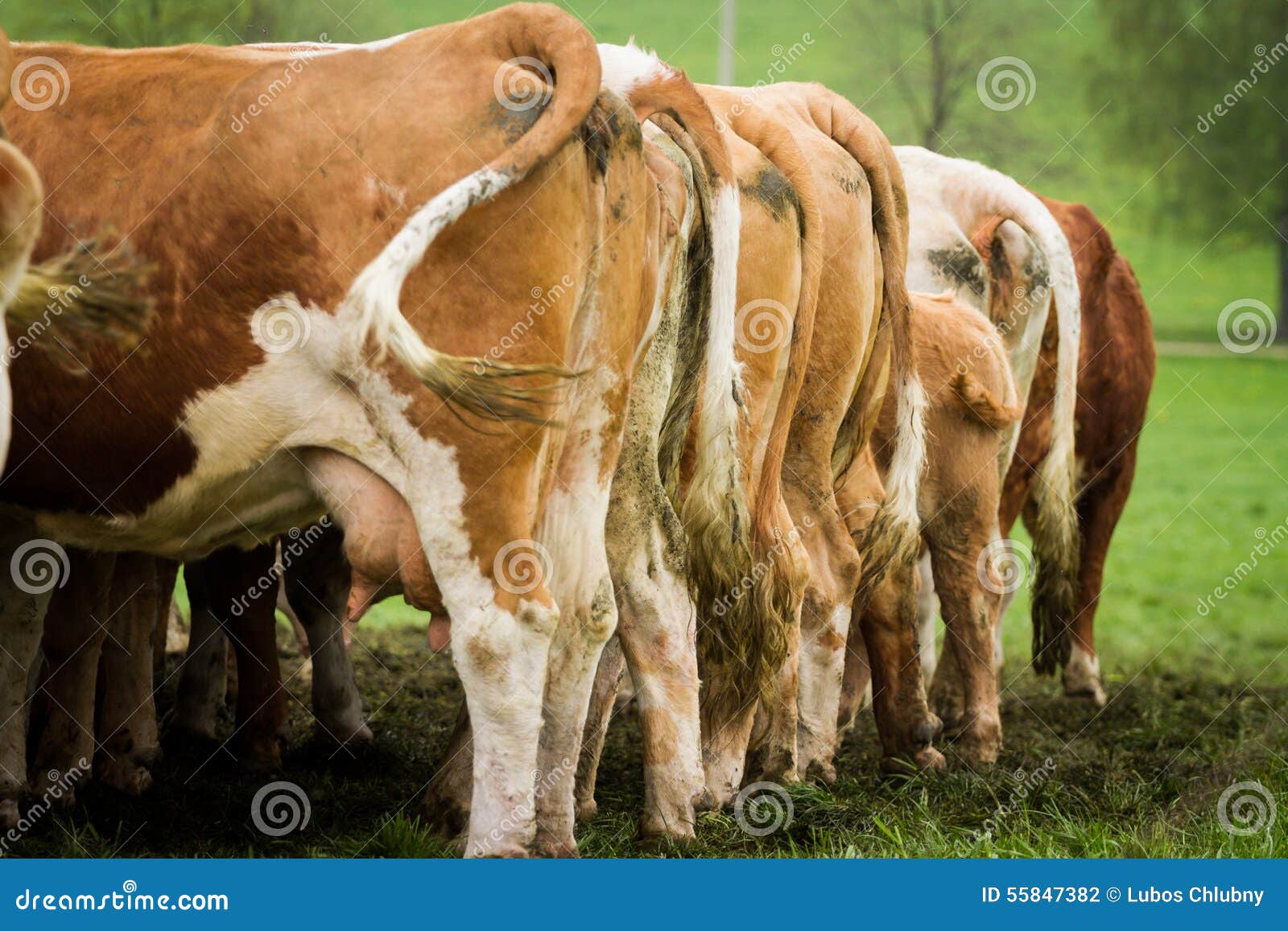 Cows standing in a row stock photo. Image of livestock - 55847382