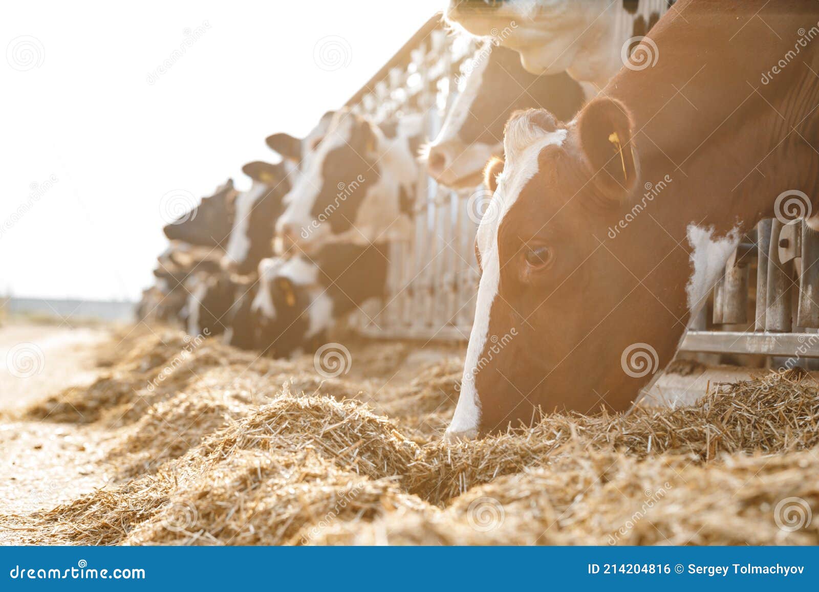 Cows Standing in a Stall and Eating Hay Stock Photo - Image of food ...