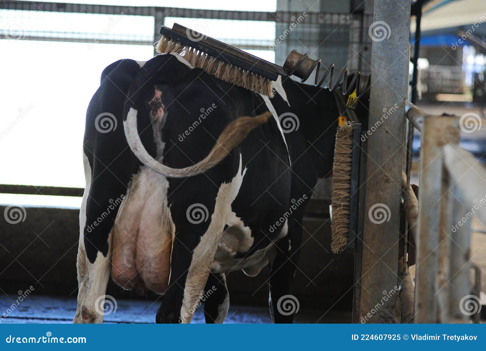 Cows are Standing in a Stall on the Territory of a Farm and a Dairy ...