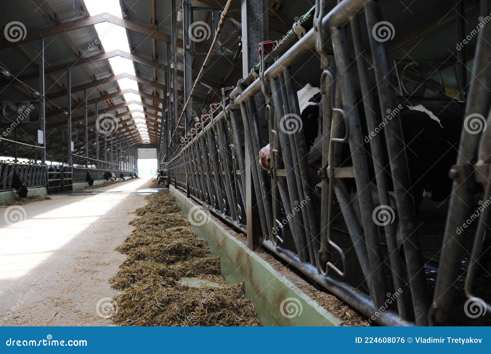 Cows are Standing in a Stall on the Territory of a Farm and a Dairy ...