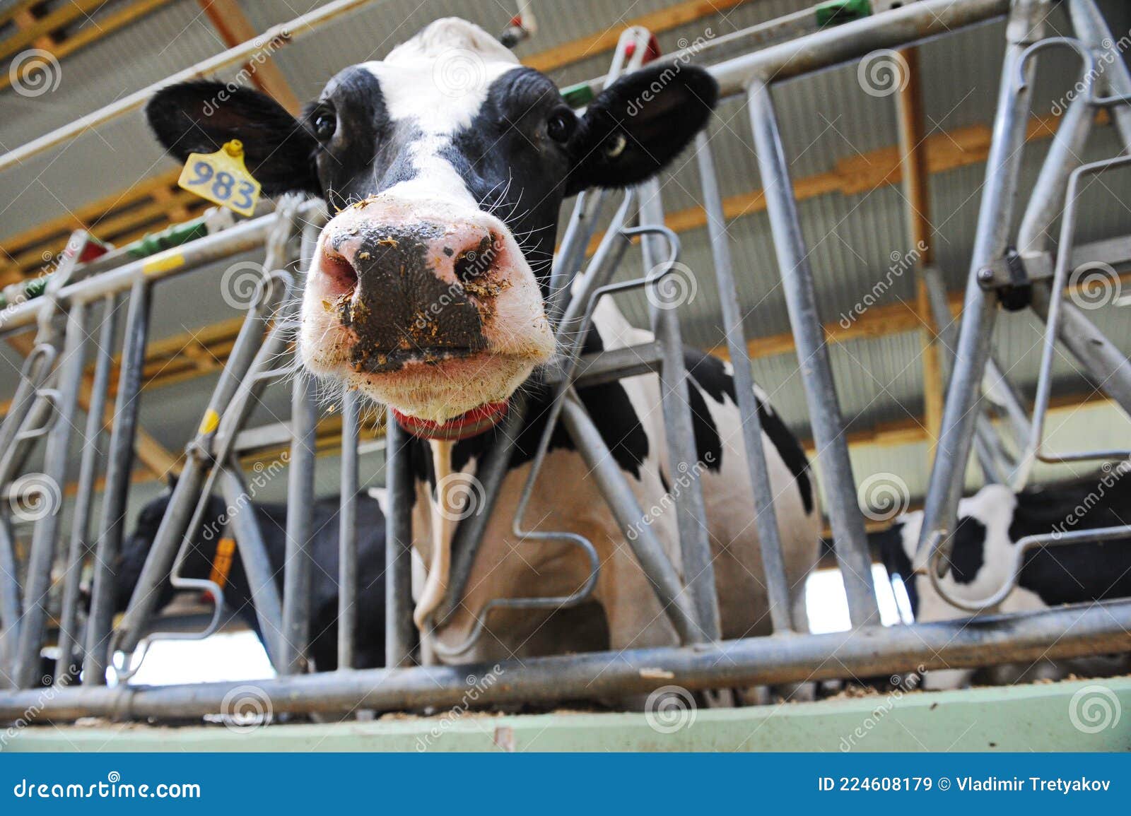 Cows are Standing in a Stall on the Territory of a Farm and a Dairy ...