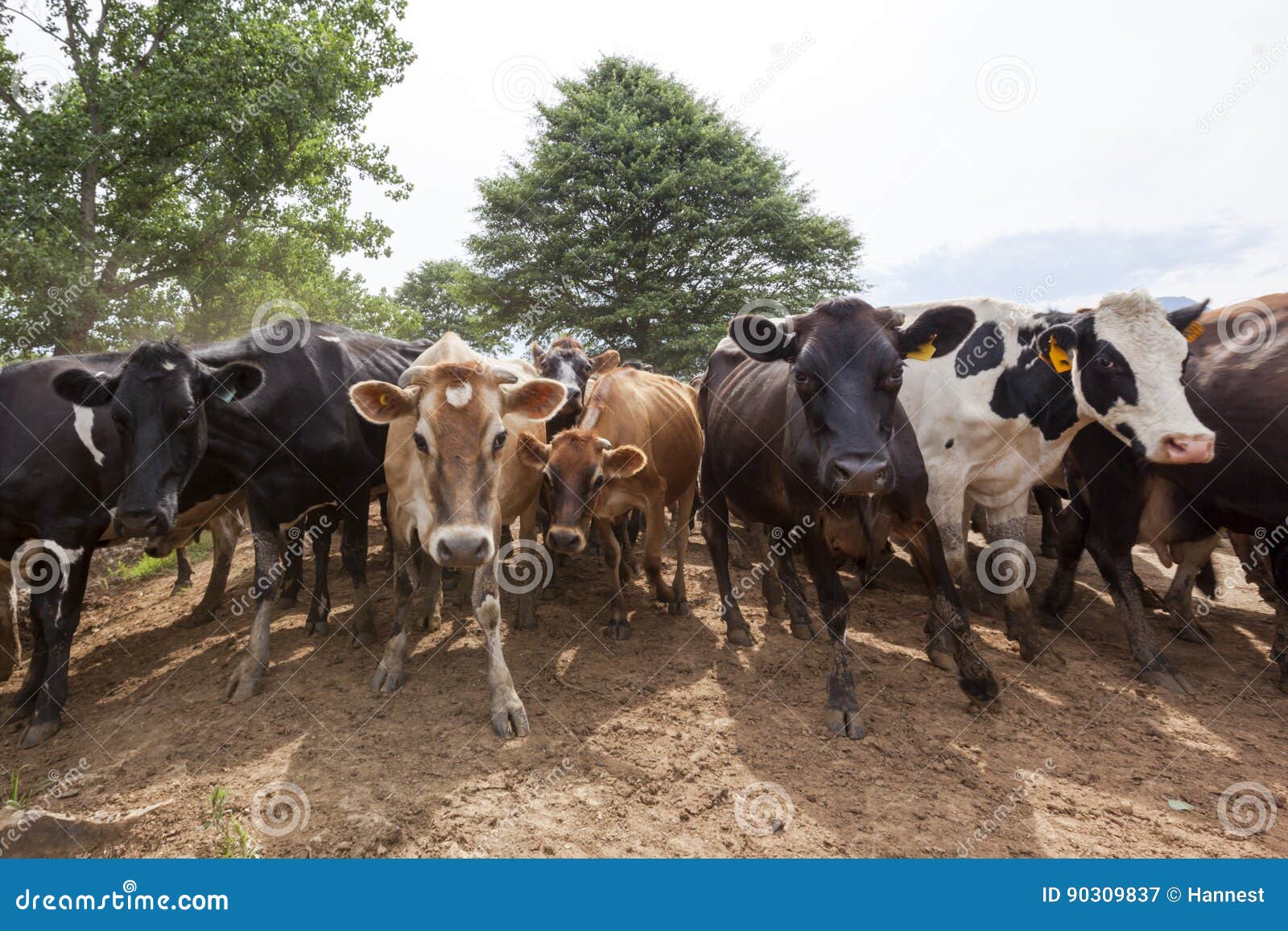 Cows standing together stock image. Image of horizon - 90309837