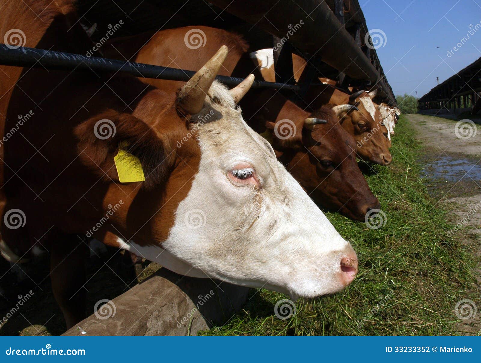 Cows Stands in a Stall and Eats a Grass Stock Photo - Image of fence ...