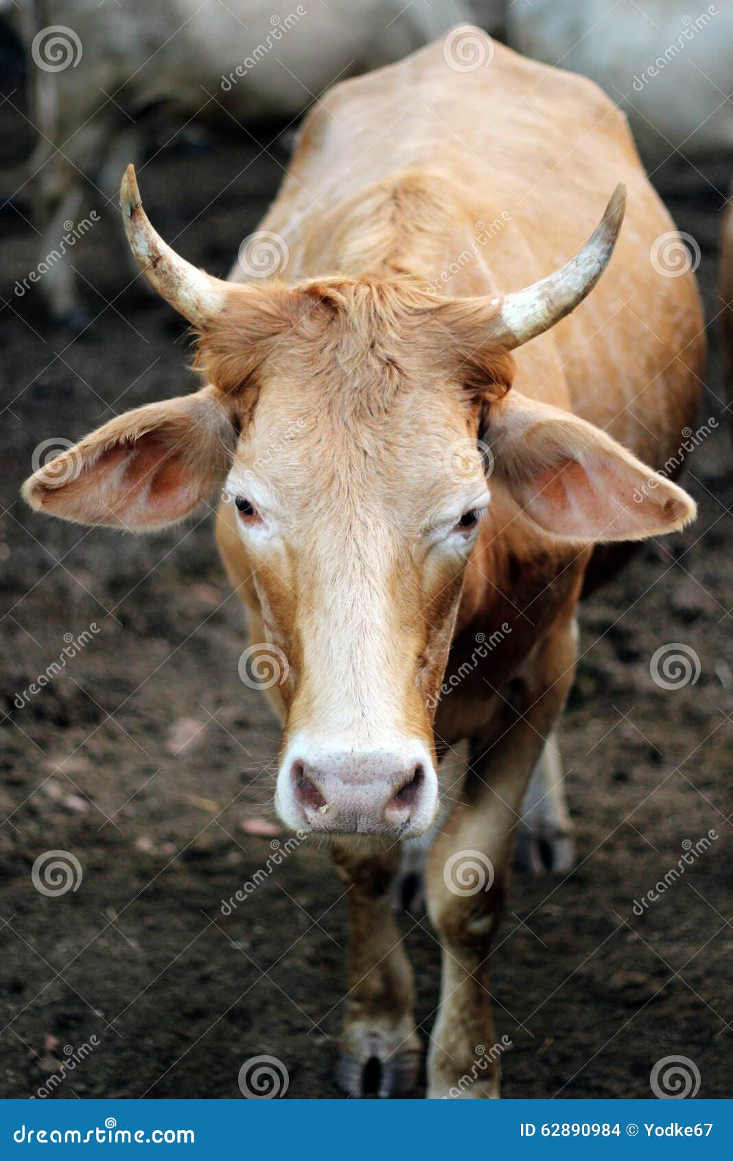 Cows staring stock photo. Image of jersey, farming, beef - 62890984