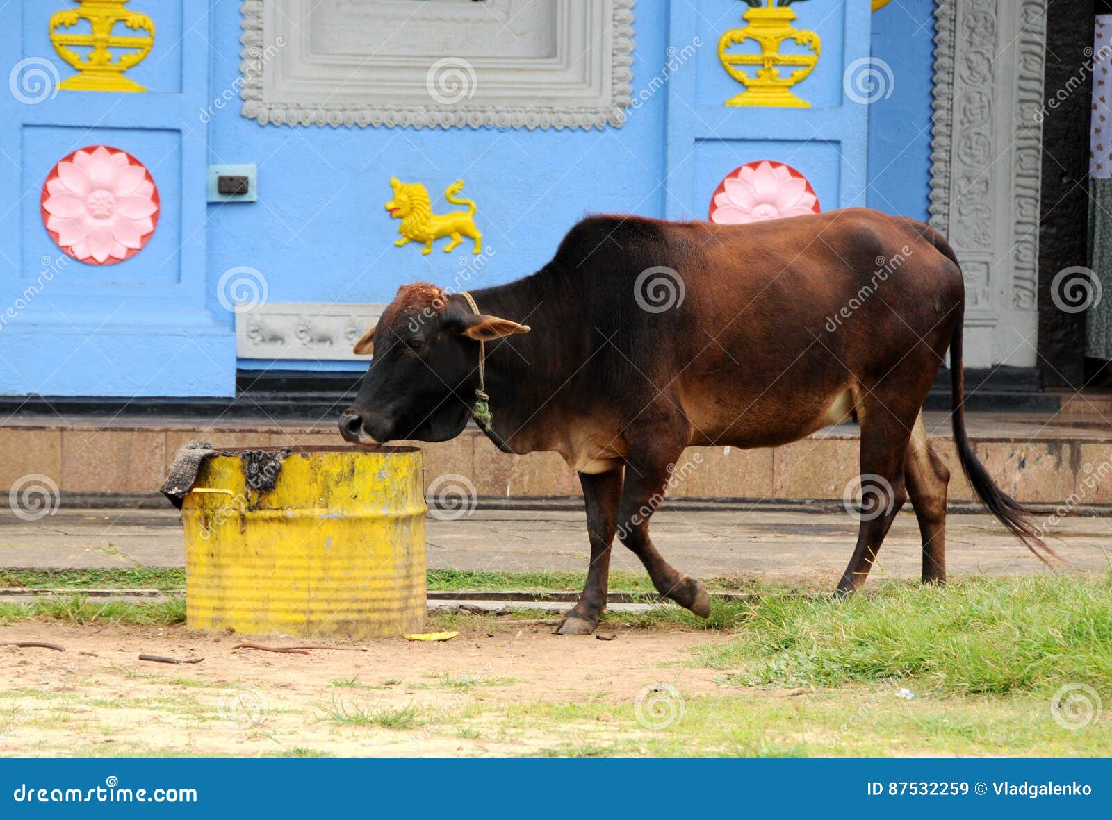 Cows on the Streets of Colombo. Editorial Stock Image - Image of ceylon ...