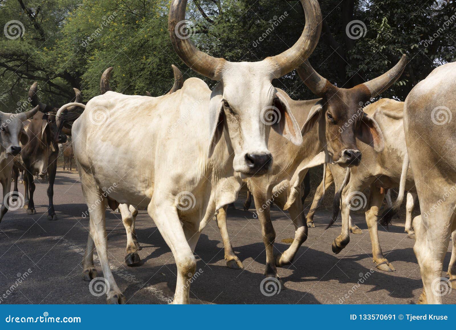 Cows Strolling Around in the City. Most Hindus Respect the Cow F Stock ... Cows Strolling Around in the City. Most Hindus Respect the Cow F Stock ...