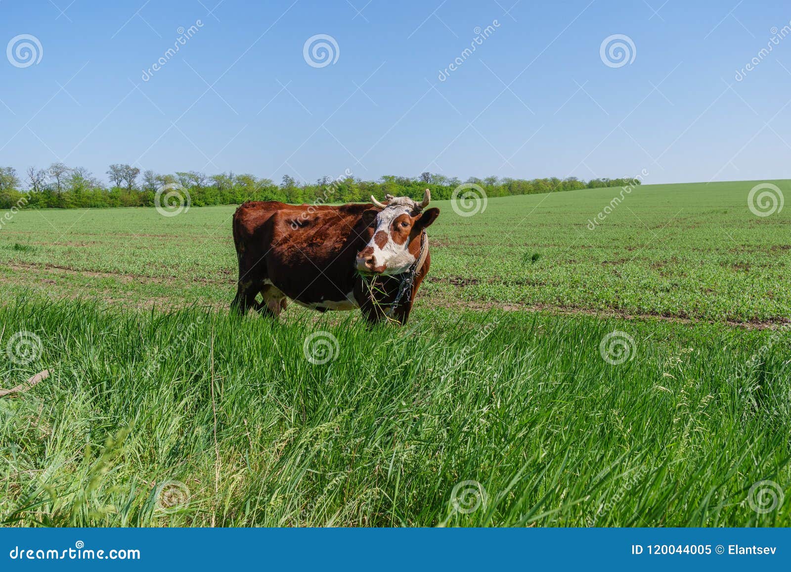 Cows on a summer pasture stock image. Image of beef - 120044005