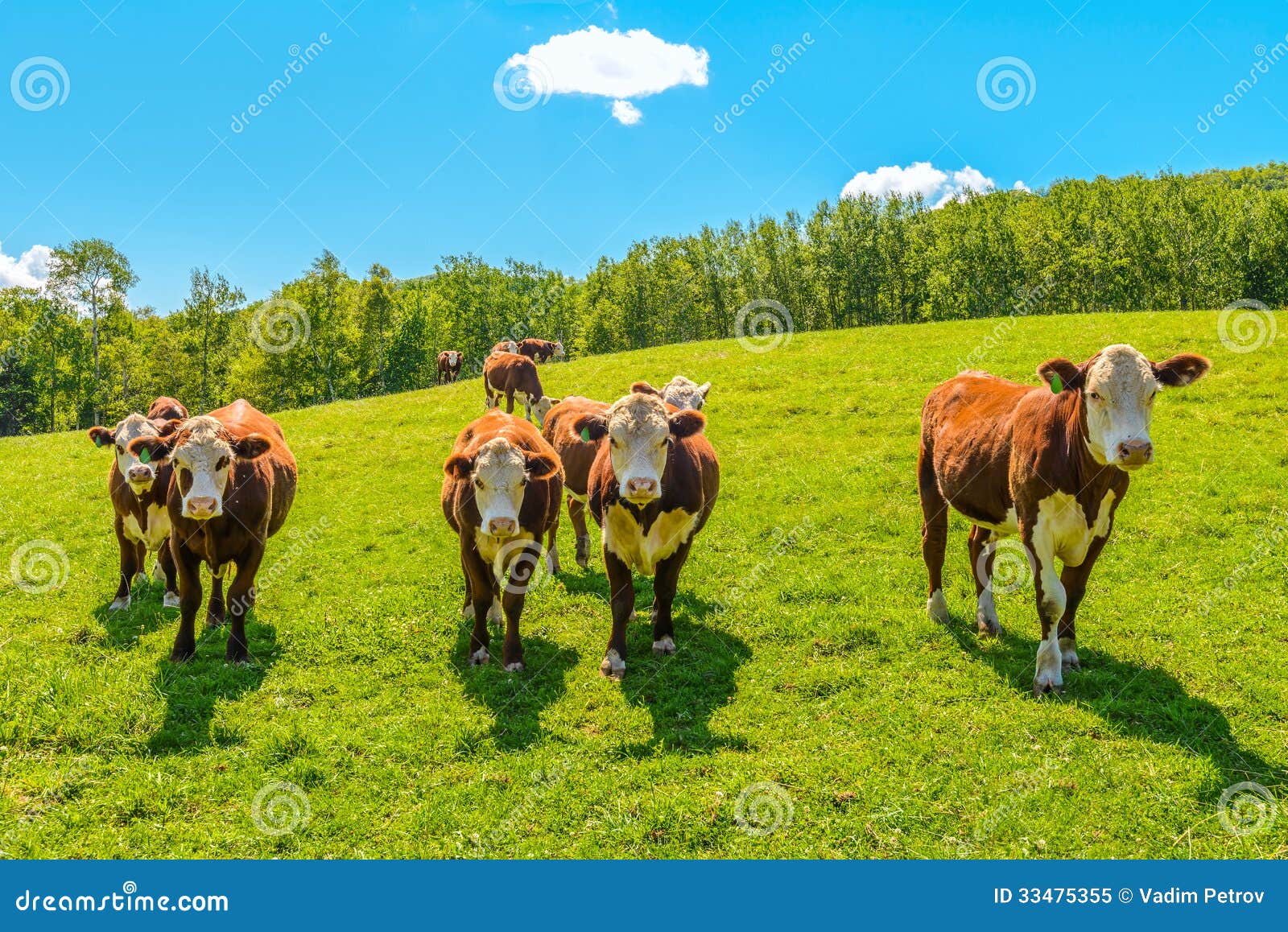 Cows on a summer pasture stock image. Image of breeding - 33475355