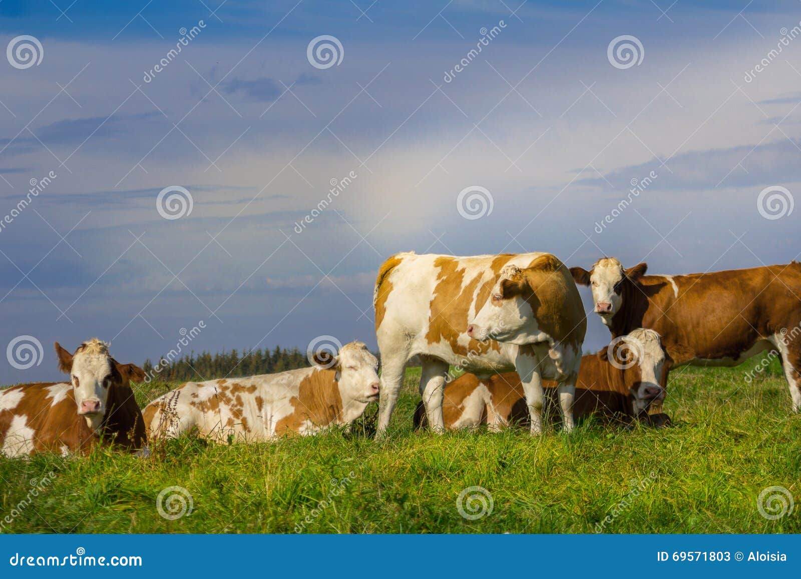 Cows on the summer pasture stock image. Image of blue - 69571803