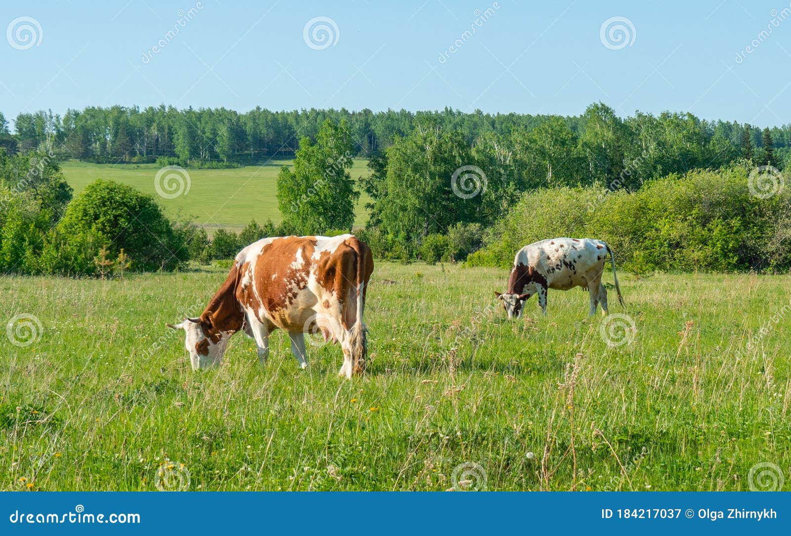 Cows on Summer Pasture on a Sunny Day Stock Image - Image of livestock ...