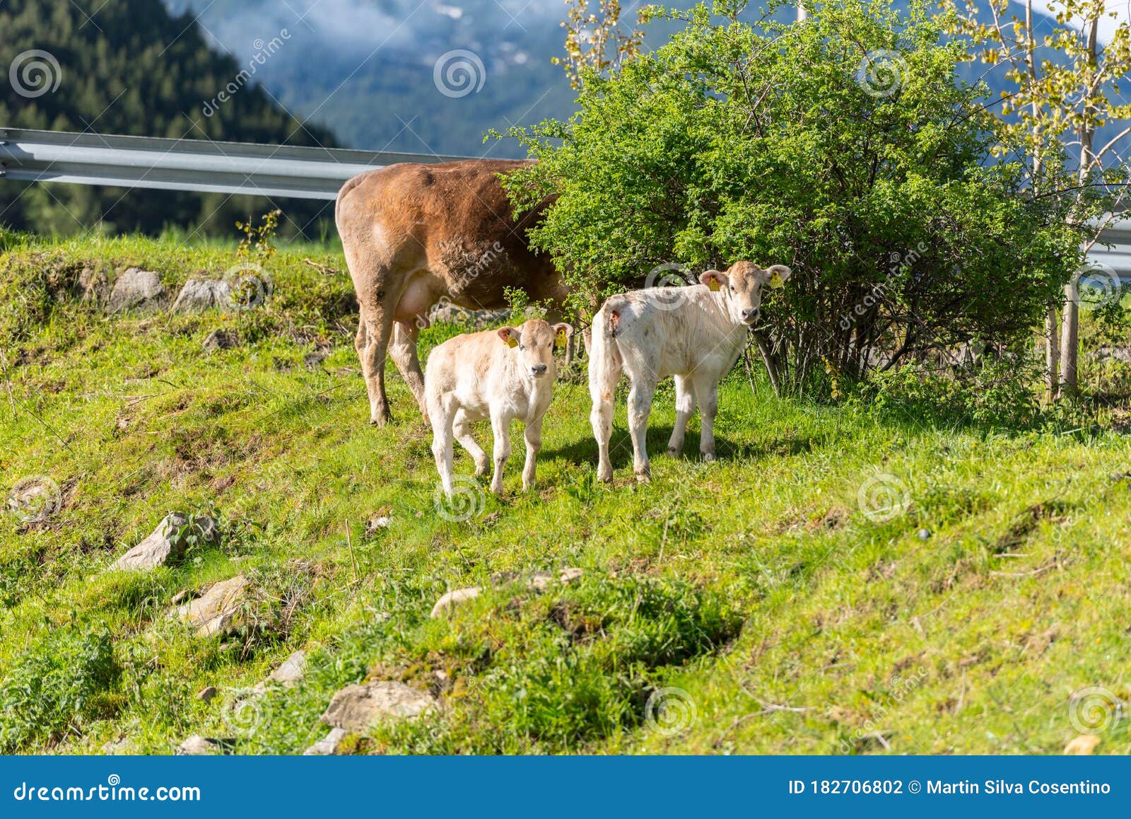 Cows in the Sun in the Canillo Countryside in the Pyrenees, Andorra in ...