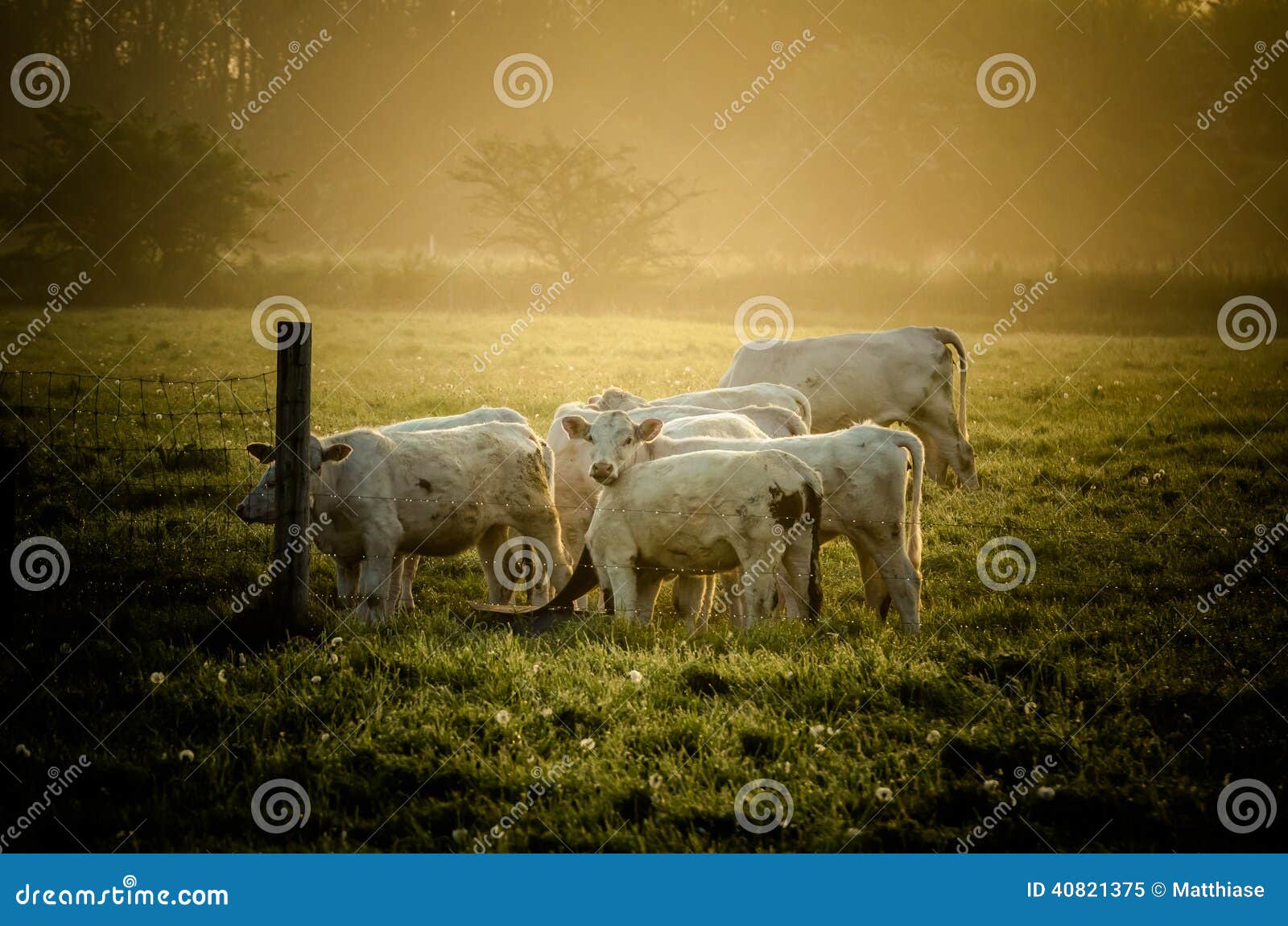 Cows in sun stock image. Image of herding, landscape - 40821375