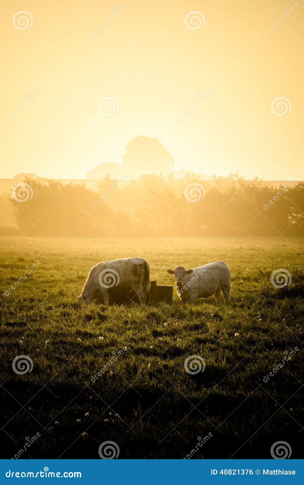 Cows in sun stock photo. Image of agricultural, animal - 40821376