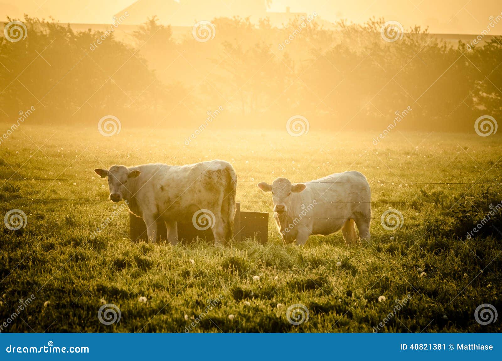 Cows in sun stock image. Image of calf, animal, field - 40821381
