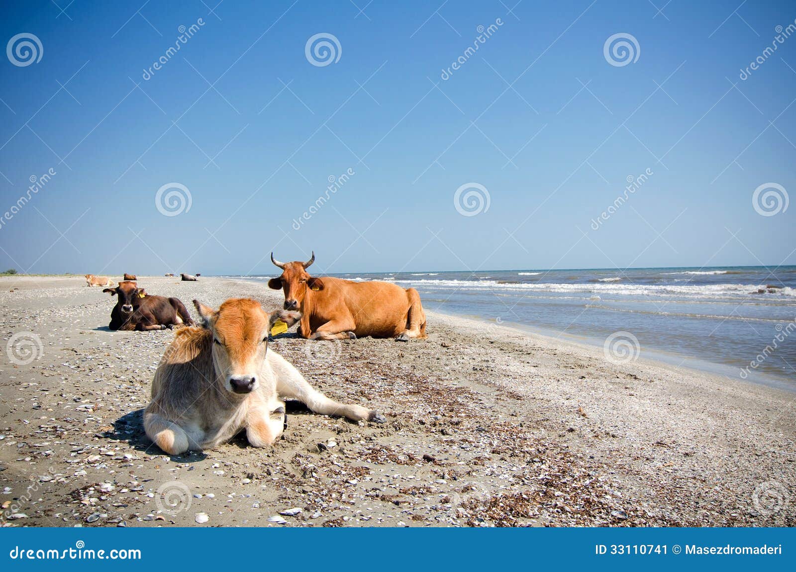 Cows sunbathing stock image. Image of animal, bovine - 33110741