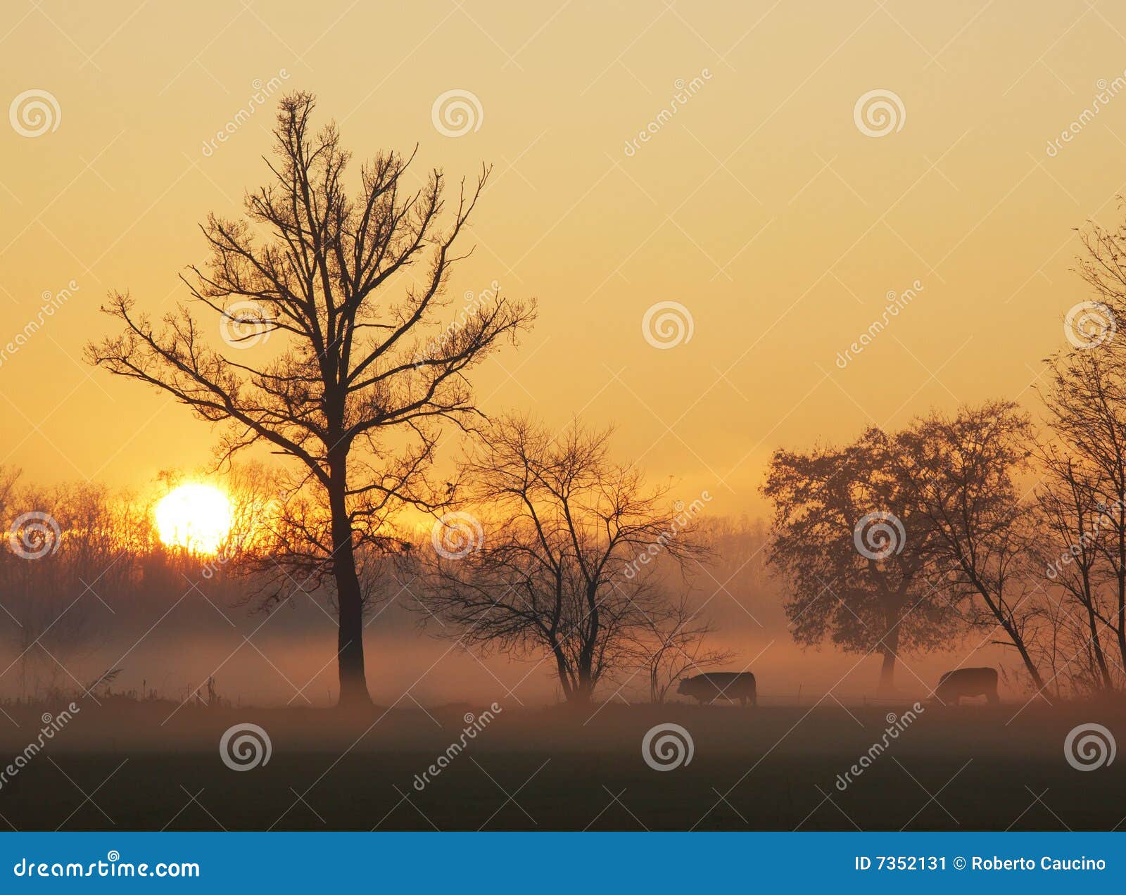 Cows at sunset stock image. Image of outdoors, scene, nature - 7352131
