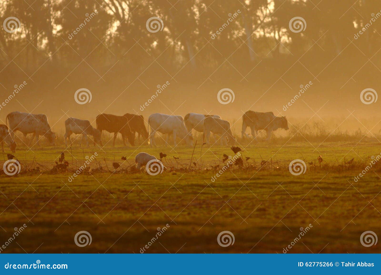 Cows and Sunset stock photo. Image of landscape, autumn - 62775266