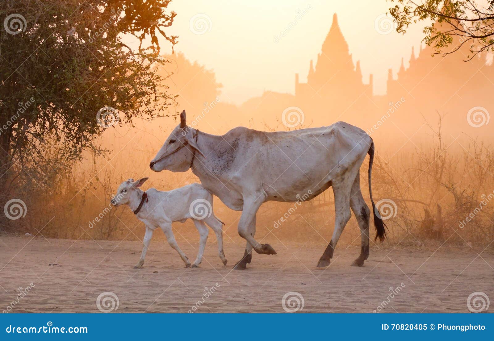 Cows at the Sunset in Bagan, Myanmar Stock Image - Image of cows ...