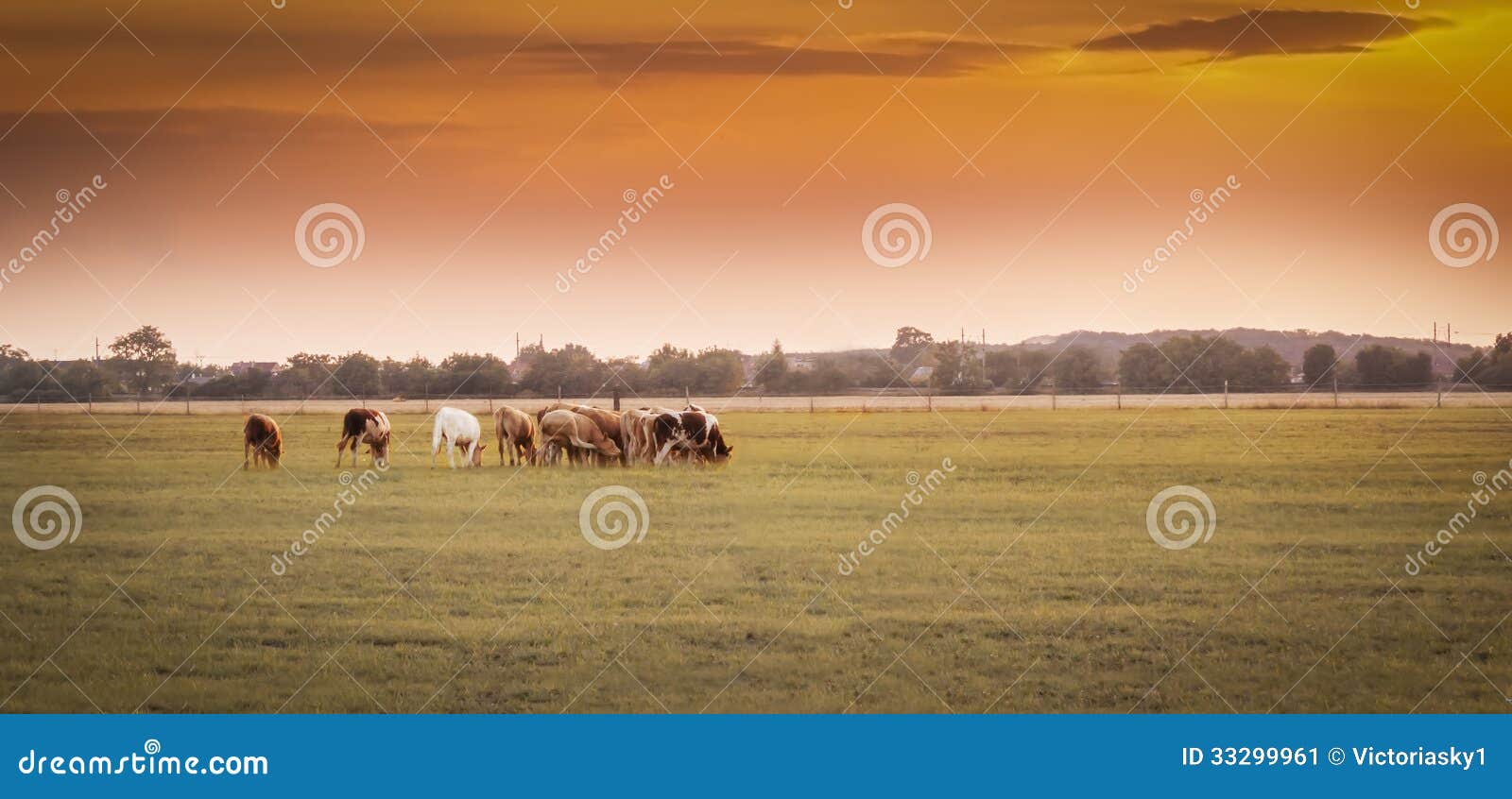 Cows graze at sunset stock image. Image of cows, sunset - 33299961