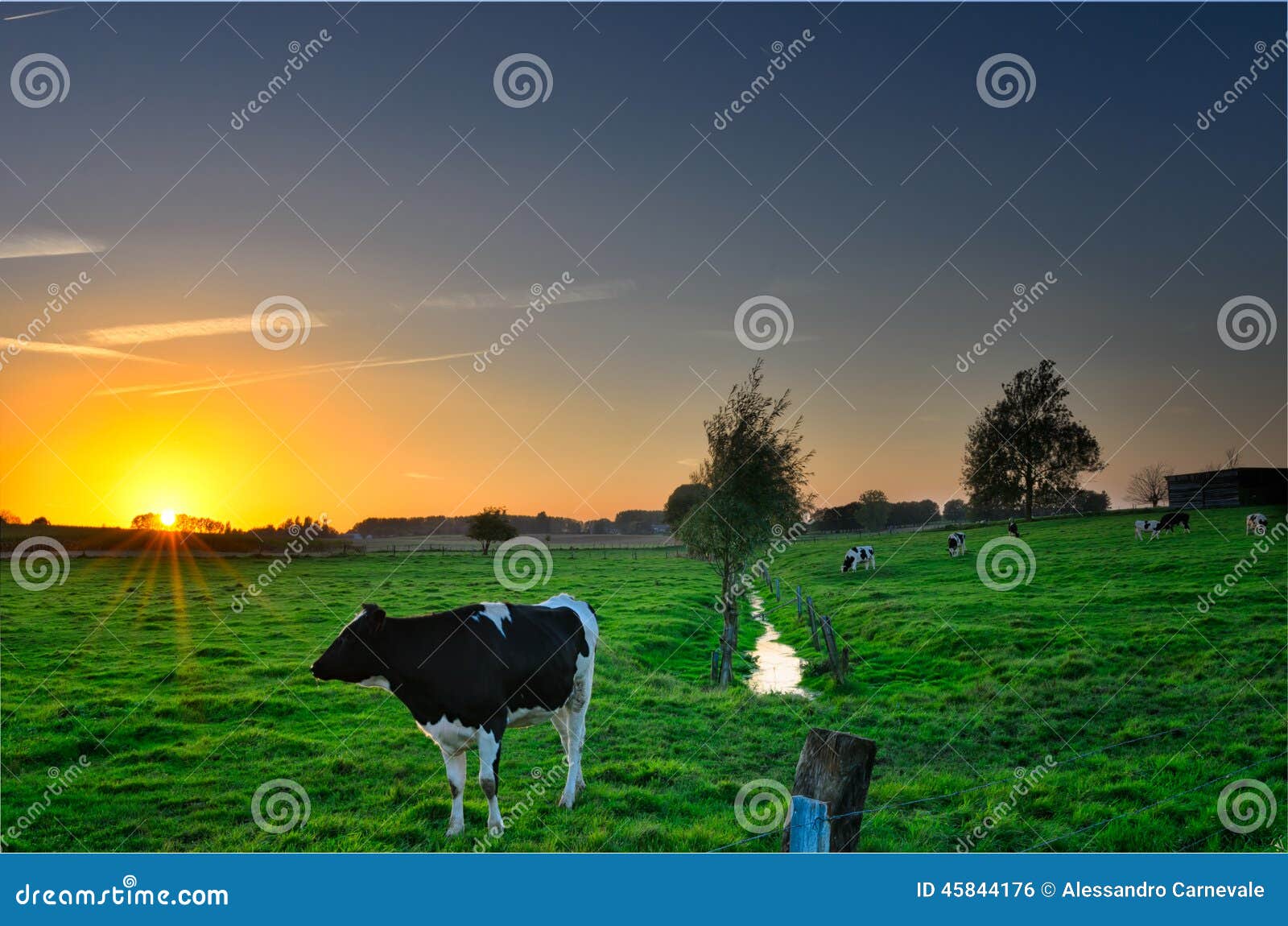 Cows in Sunset stock photo. Image of farmer, color, colour - 45844176