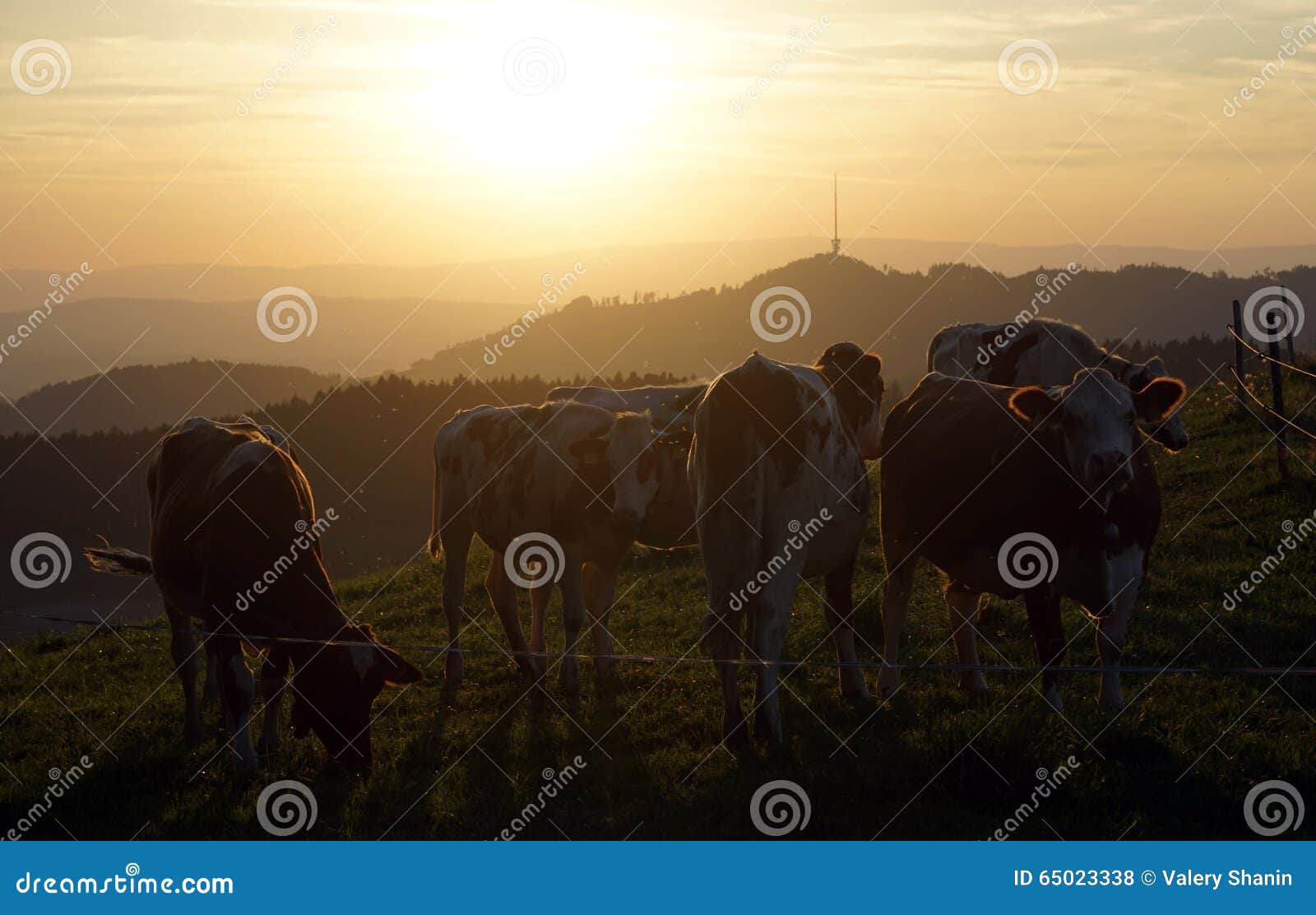 Cows and sunset stock photo. Image of domestic, nature - 65023338