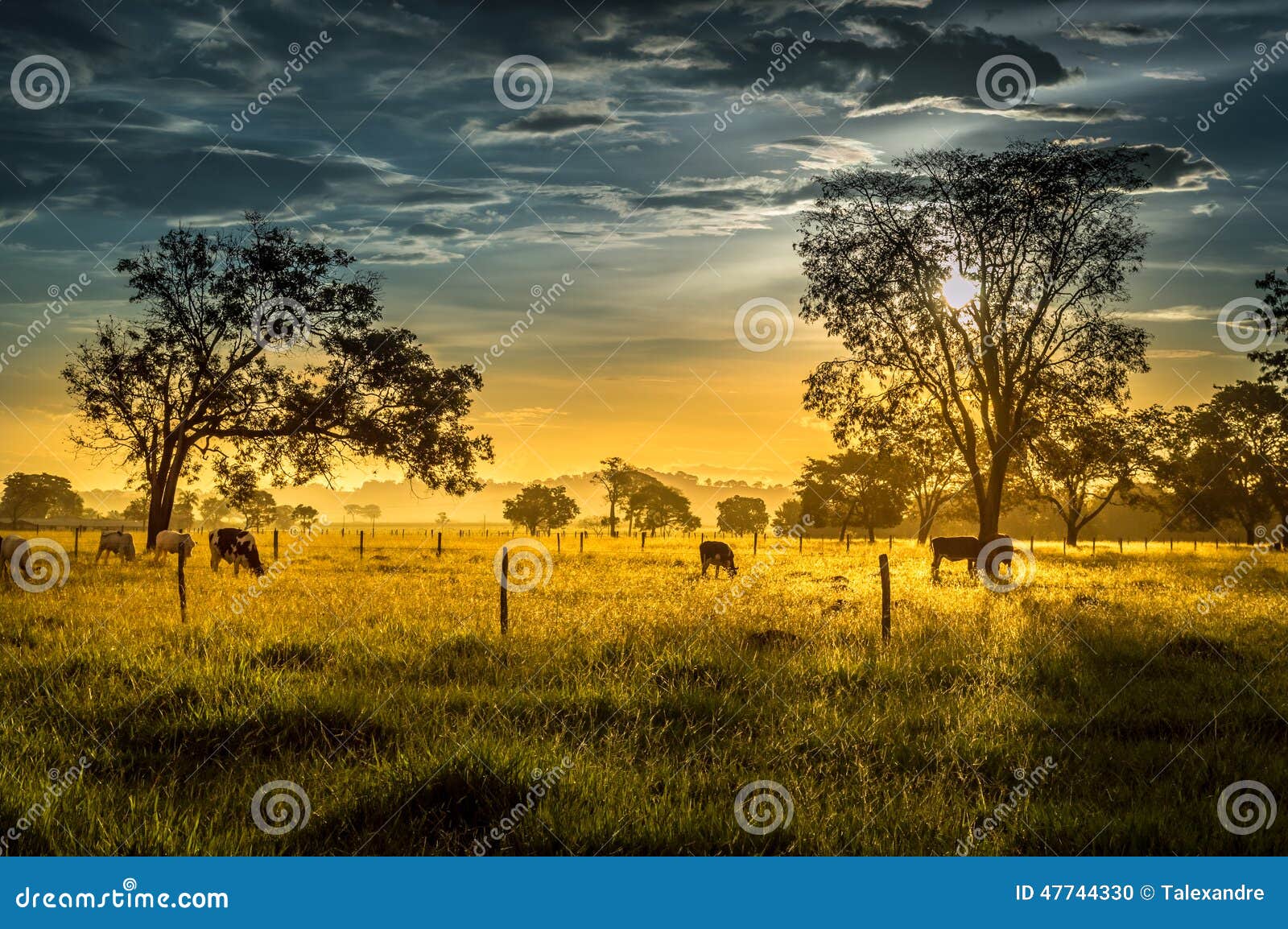 Cows at the sunset stock photo. Image of sunset, grass - 47744330