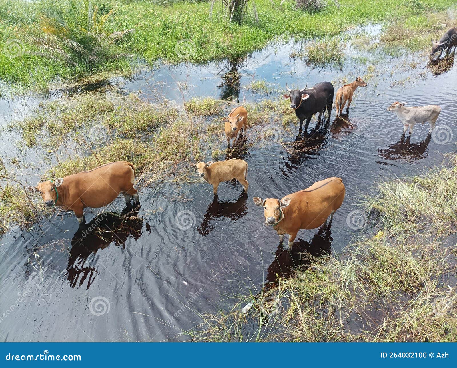 Cows in the swamp stock photo. Image of bovine, grass - 264032100