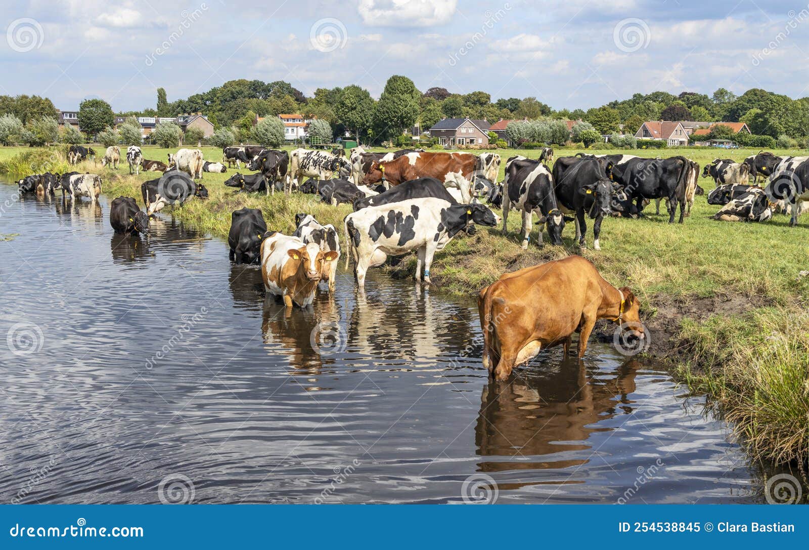 Cows Swimming, Cooling Down and Drinking in the River, Bathing on a ...