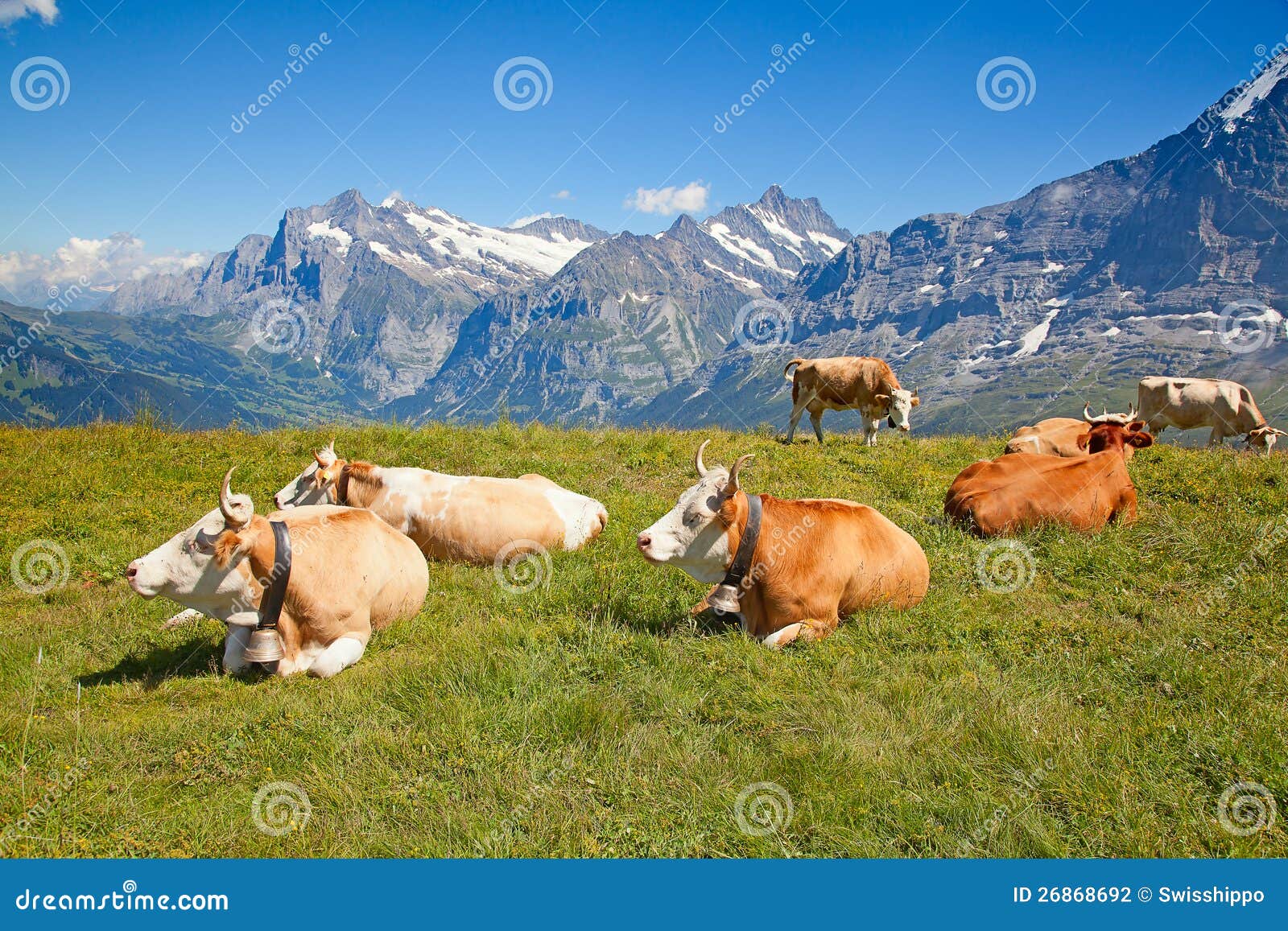 Cows in the swiss alps stock photo. Image of nature, pastoral - 26868692